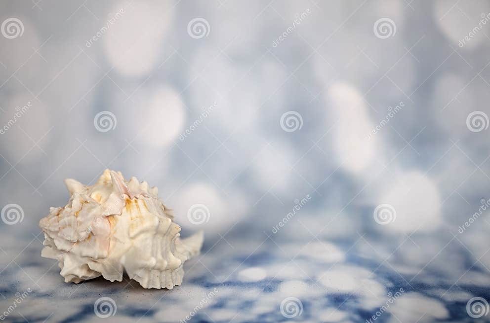 Shellfish on blue stock photo. Image of shell, marine - 314551284