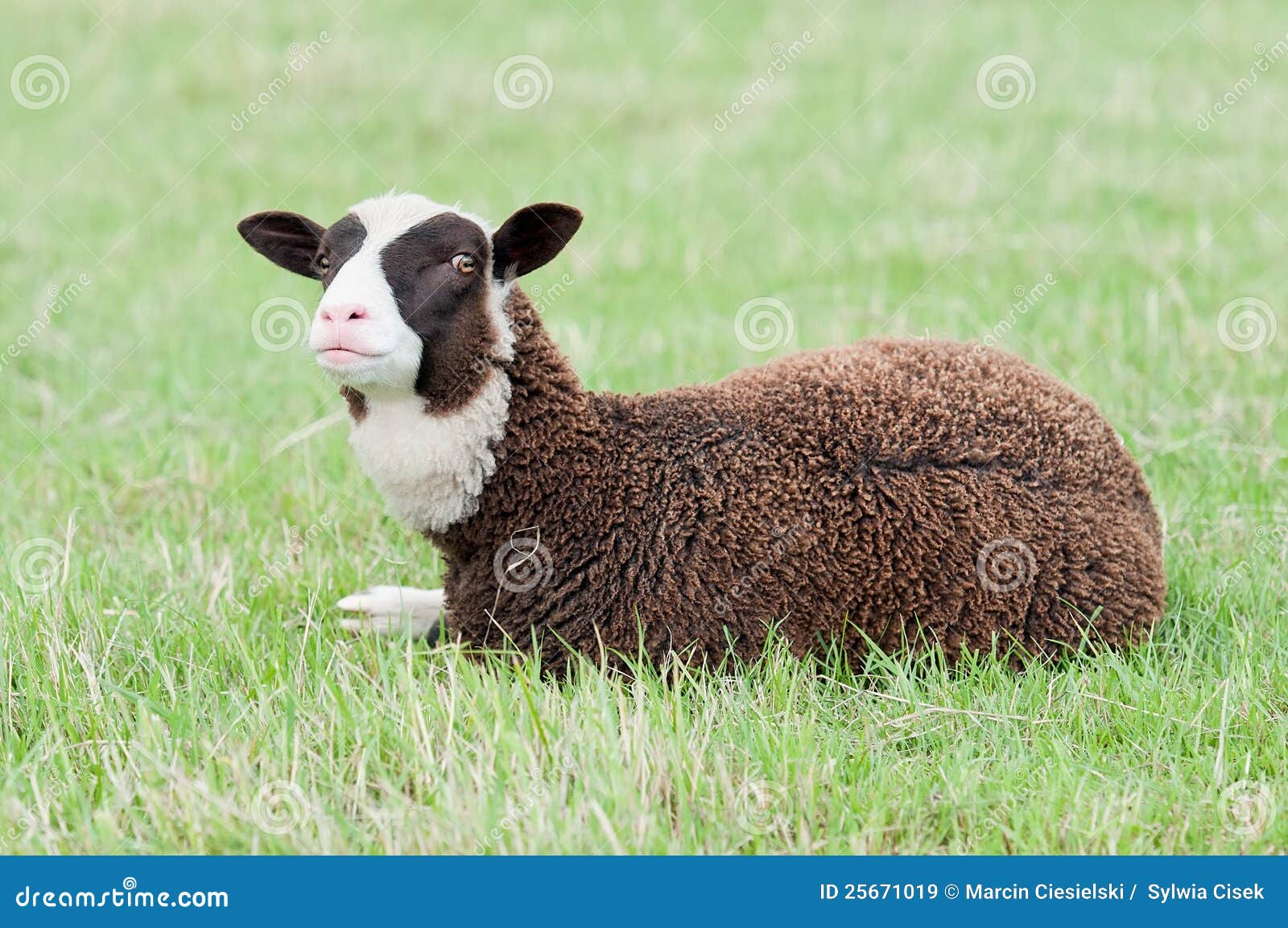 Beautiful sheep stock image. Image of green, meadow, farming - 25671019