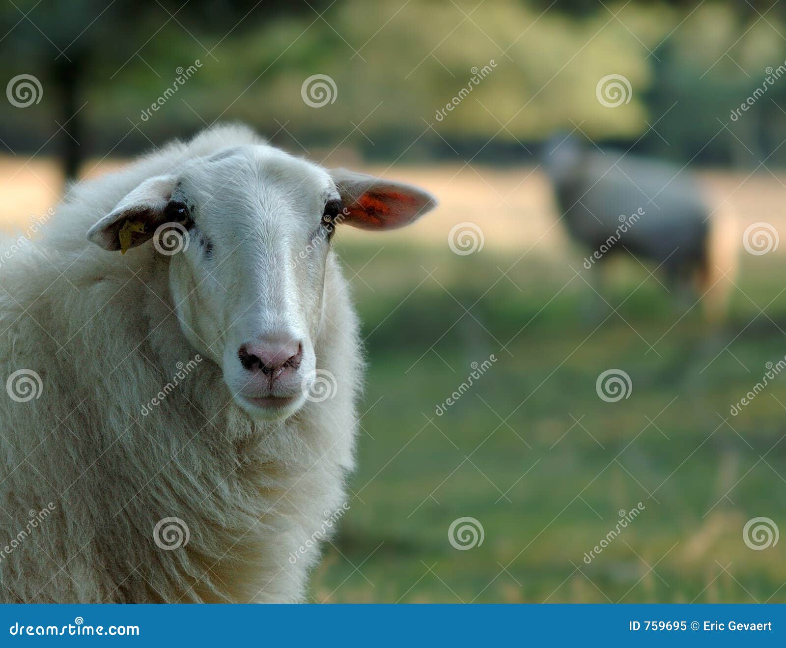 A beautiful sheep stock image. Image of beautiful, wool - 759695