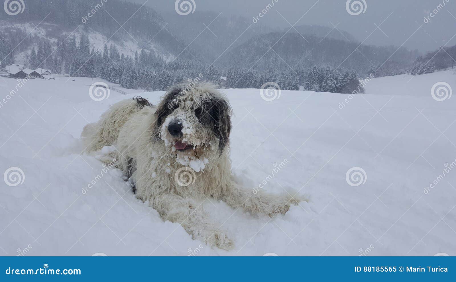 Beautiful Sheep Dog Sitting in the Snow Stock Image - Image of puppy ...