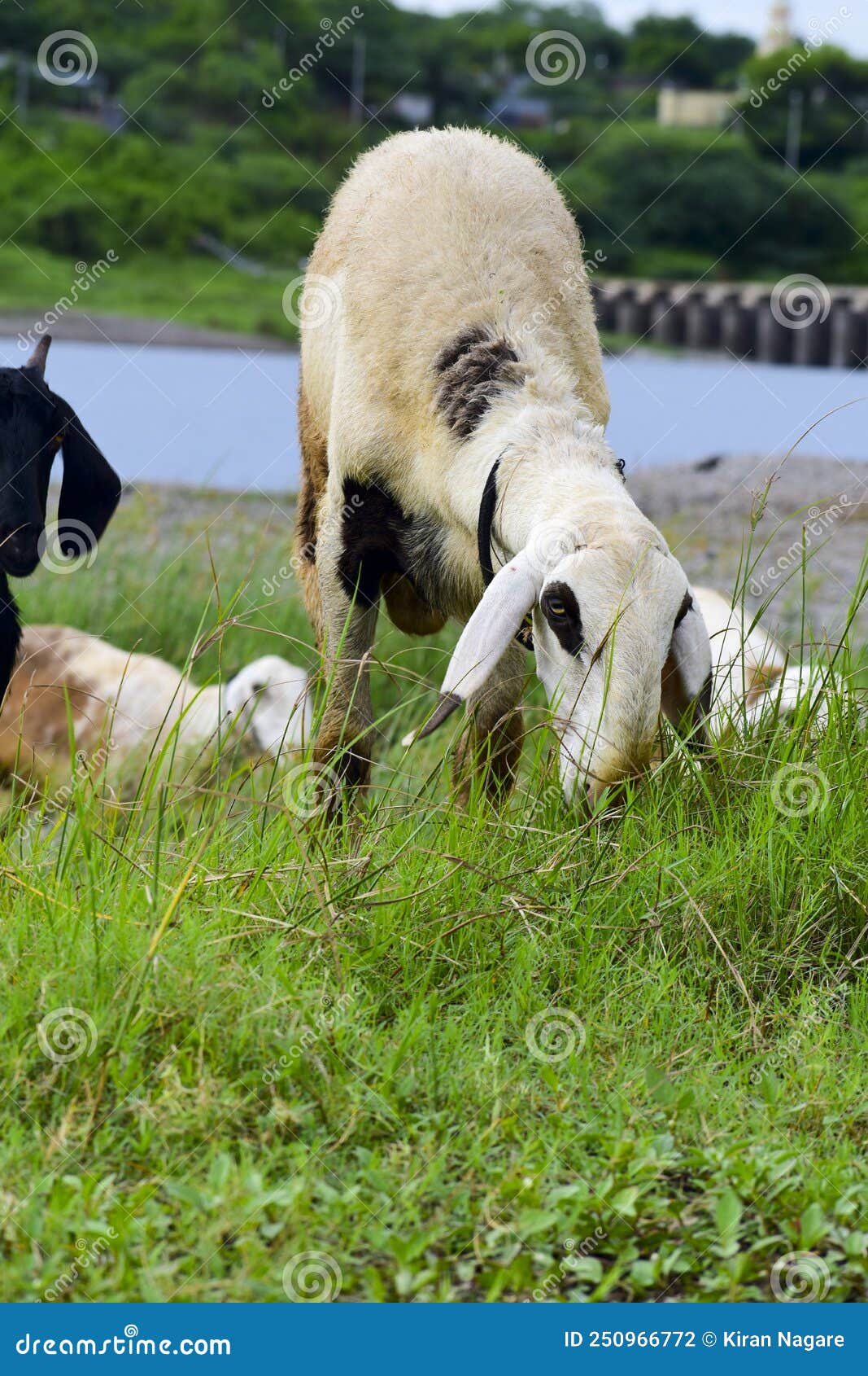 The Beautiful Sheep in the Group Stock Photo - Image of green, lamb ...