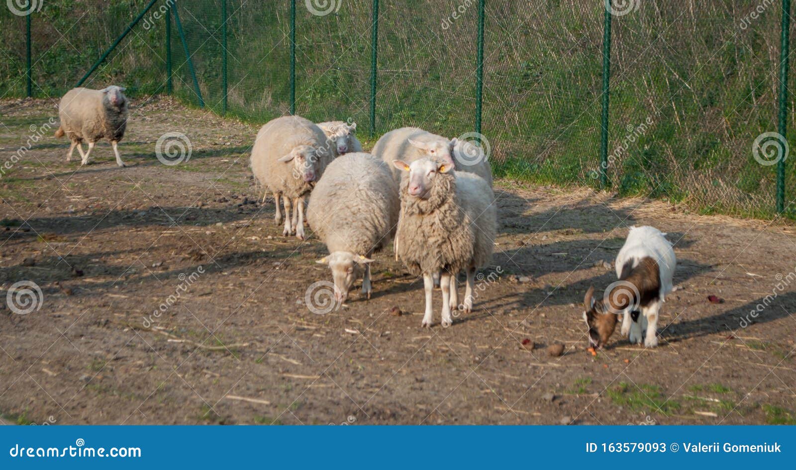 Beautiful Sheep with Lush Wool Standing Nearby Stock Image - Image of ...