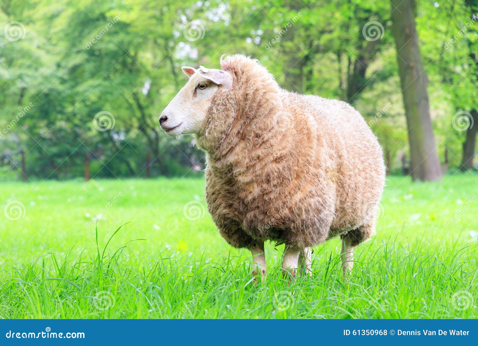 Beautiful sheep stock photo. Image of cute, portrait - 61350968