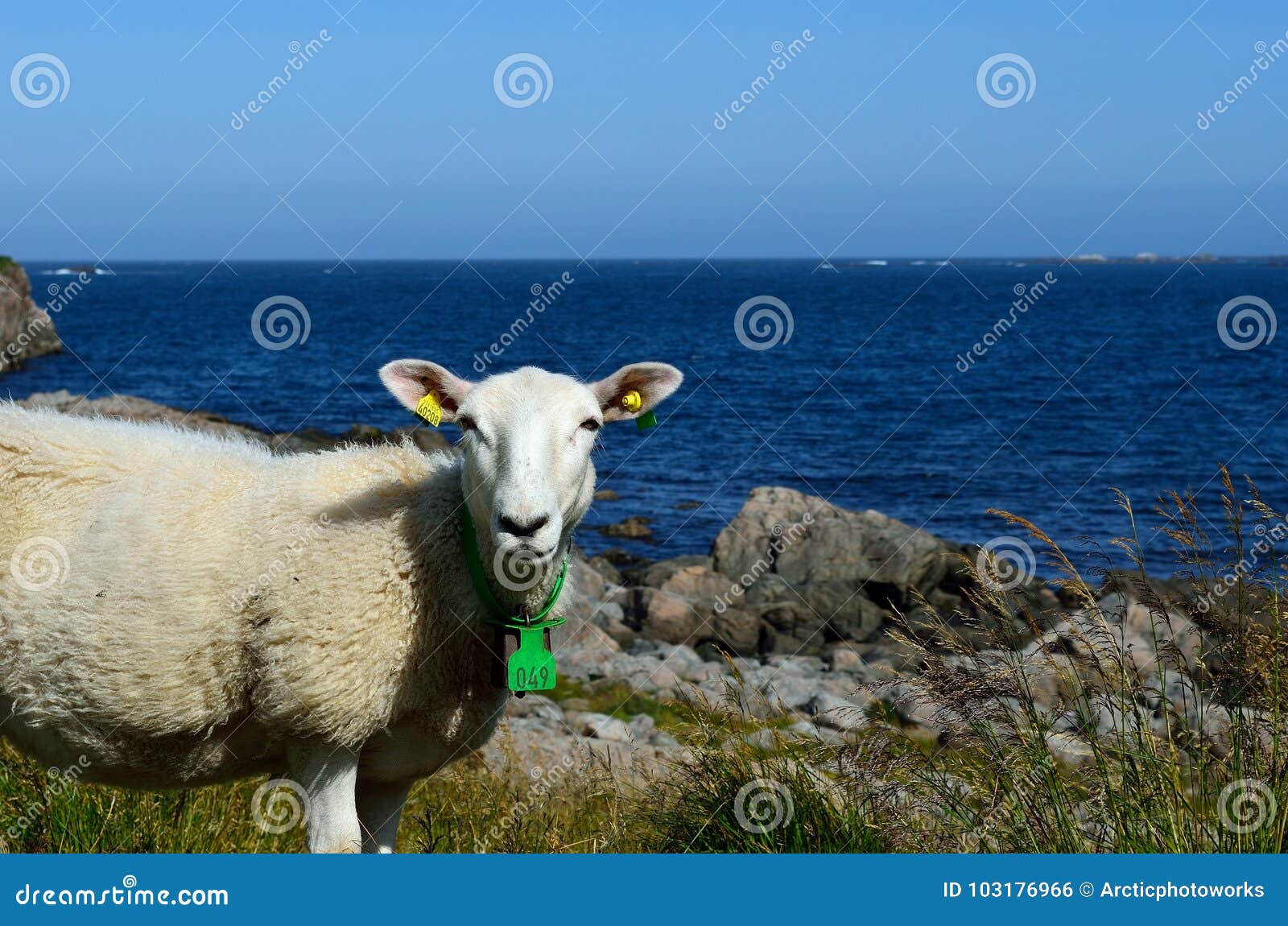 Beautiful Sheep Posing in Front of Majestic Ocean Stock Photo - Image ...