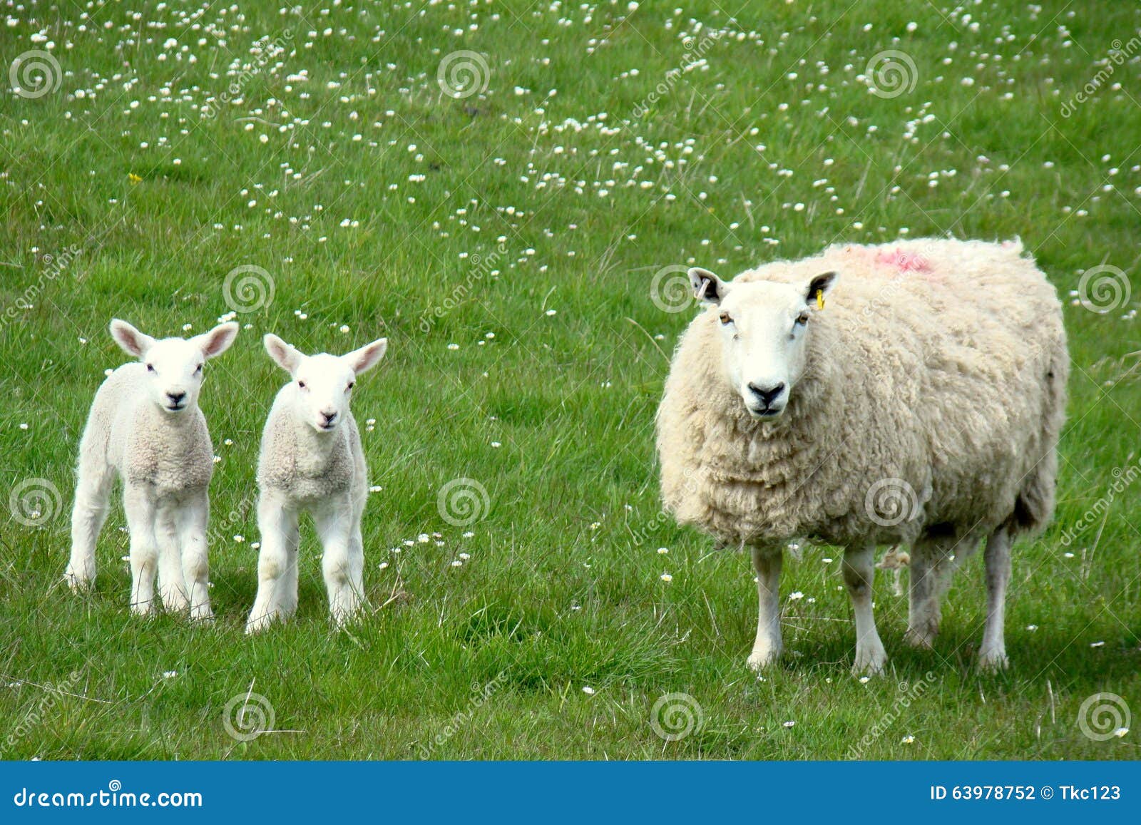 Beautiful sheep stock photo. Image of sheep, grass, beautiful - 63978752