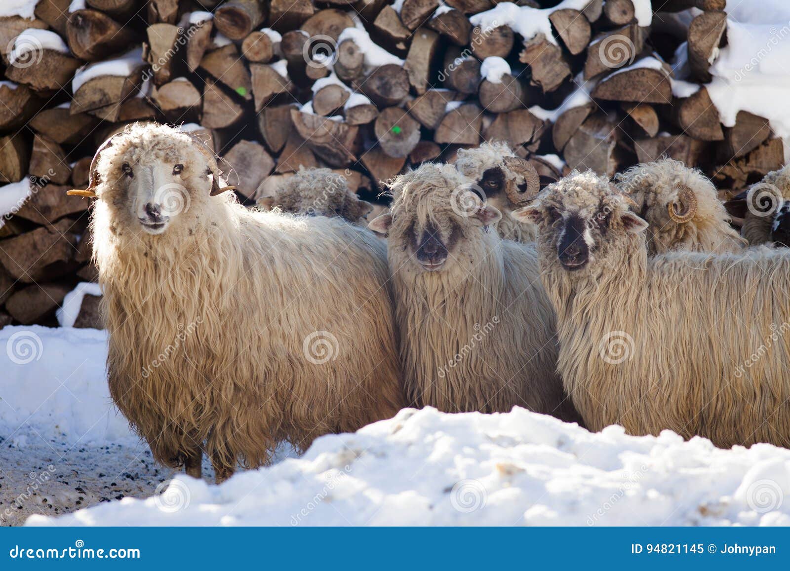 Beautiful sheep in winter stock image. Image of lamb - 94821145