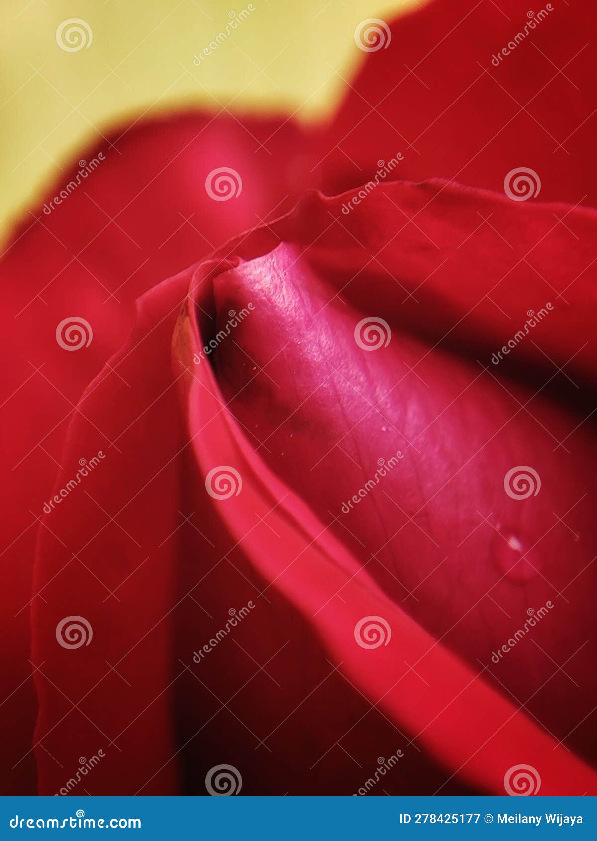 A Beautiful Sheer Red Rose Close Up View Stock Image - Image of sheer ...