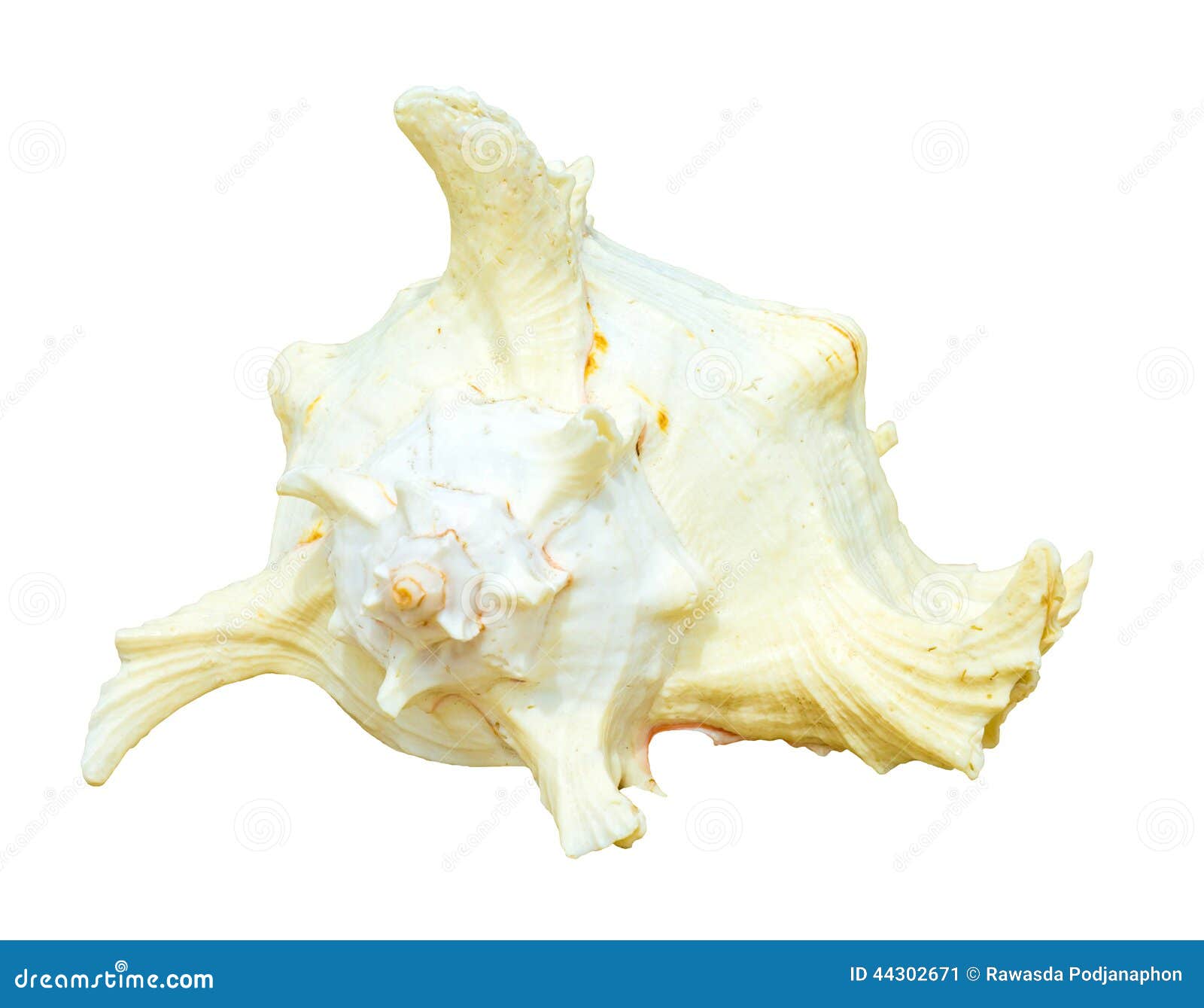 Beautiful shell in asian stock image. Image of animal - 44302671