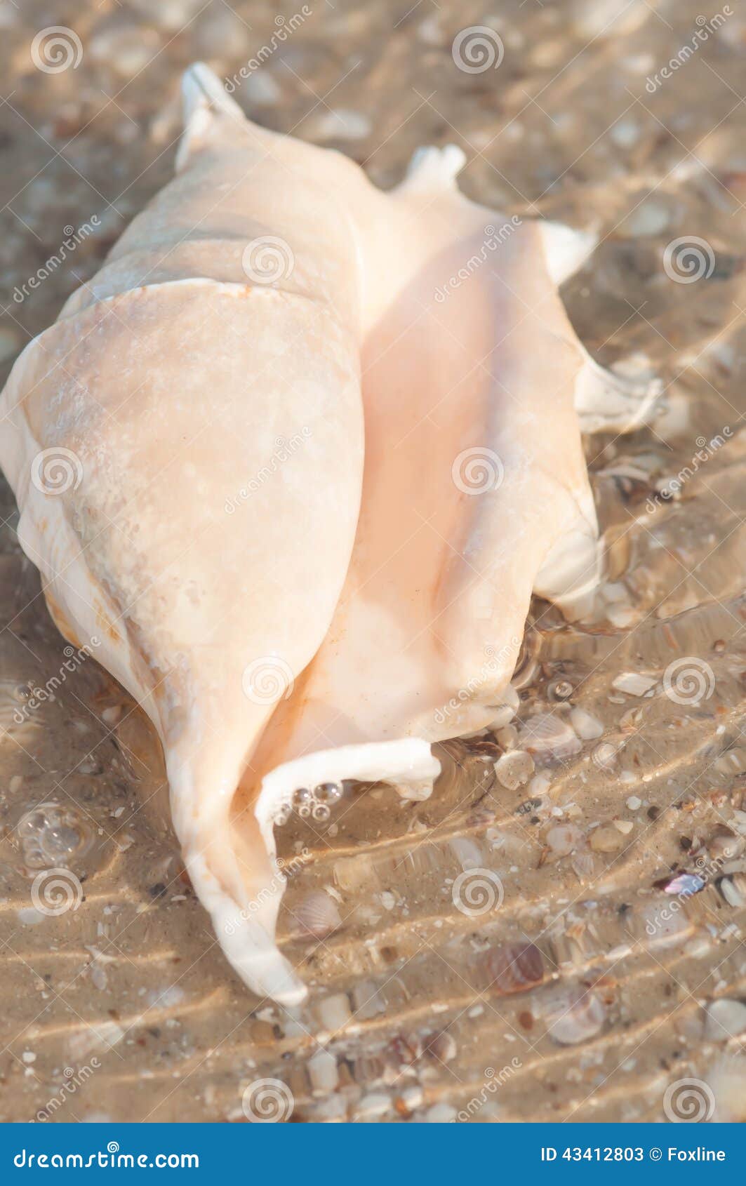 Beautiful Shell on the Beach in the Sand Stock Image - Image of ...
