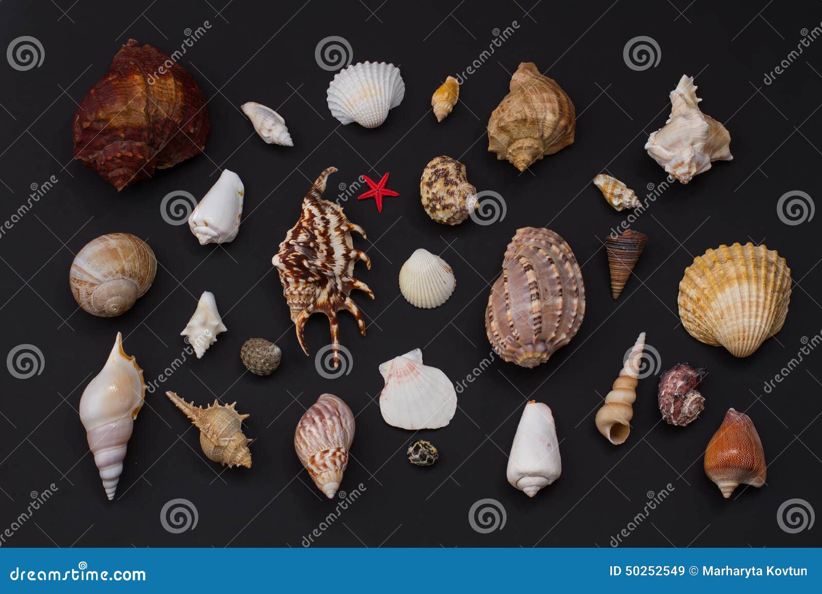 Beautiful shell. stock image. Image of marine, nautilus - 50252549