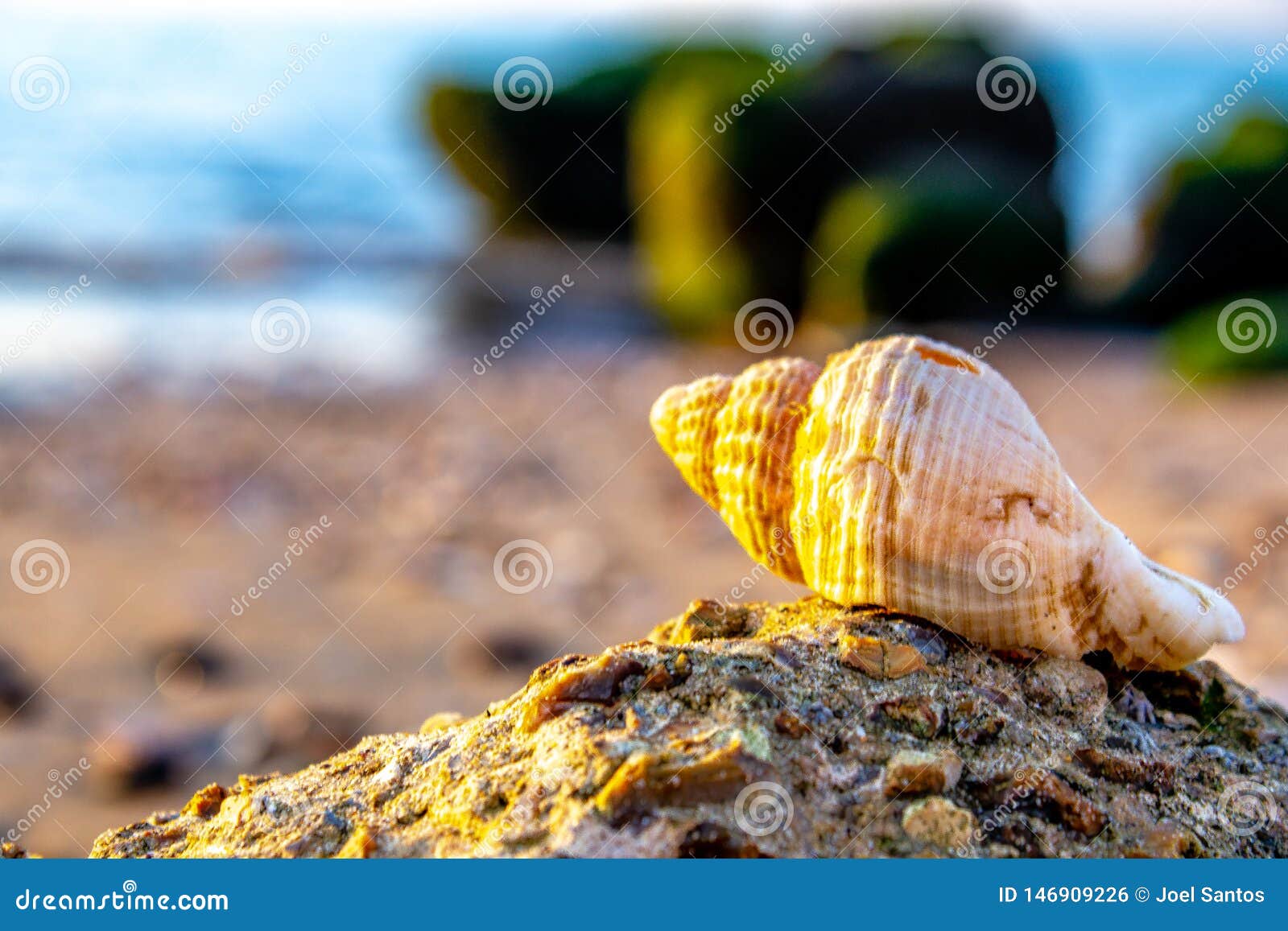 Beautiful Shell On The Beach Near The Blue Sea, Soft Focus, Pyramid ...