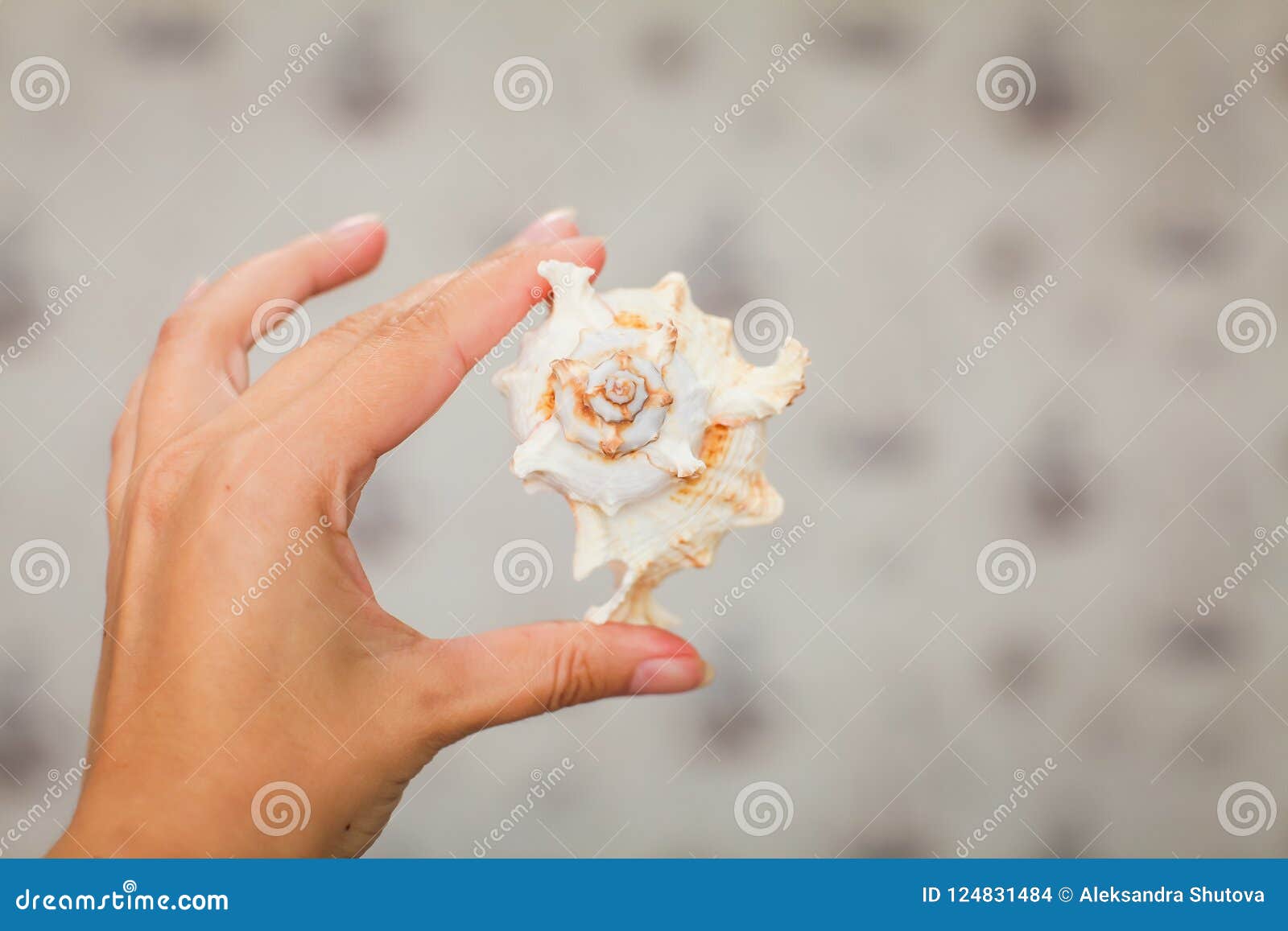 Beautiful Shell in Her Hand. Geometric Shape of Shells Stock Photo ...