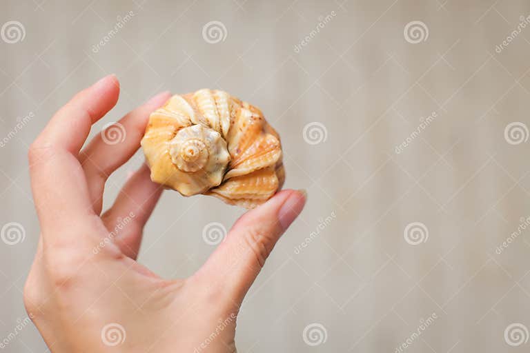 Beautiful Shell in Her Hand. Geometric Shape of Shells Stock Image ...