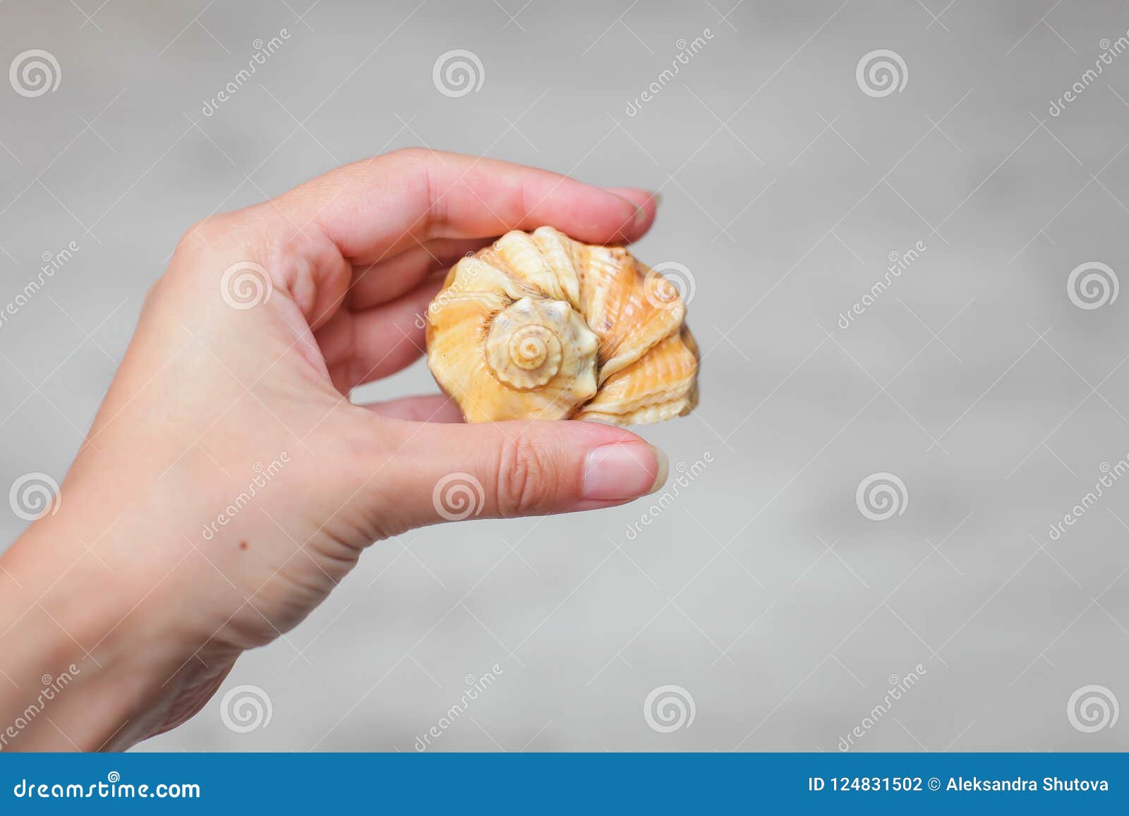 Beautiful Shell in Her Hand. Geometric Shape of Shells Stock Photo ...