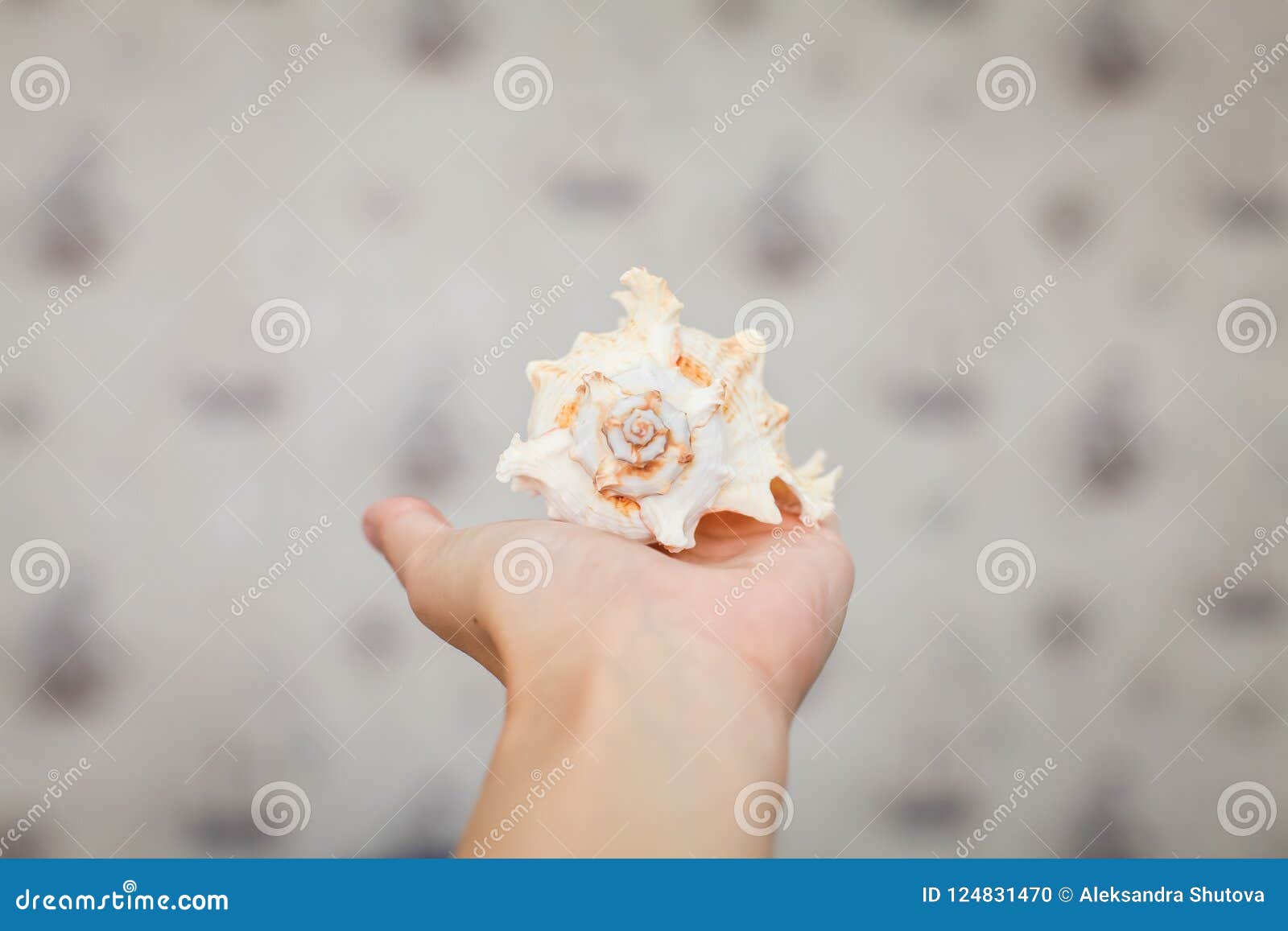 Beautiful Shell in Her Hand. Geometric Shape of Shells Stock Photo ...