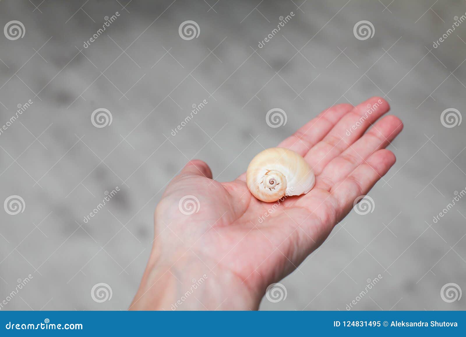 Beautiful Shell in Her Hand. Geometric Shape of Shells Stock Image ...