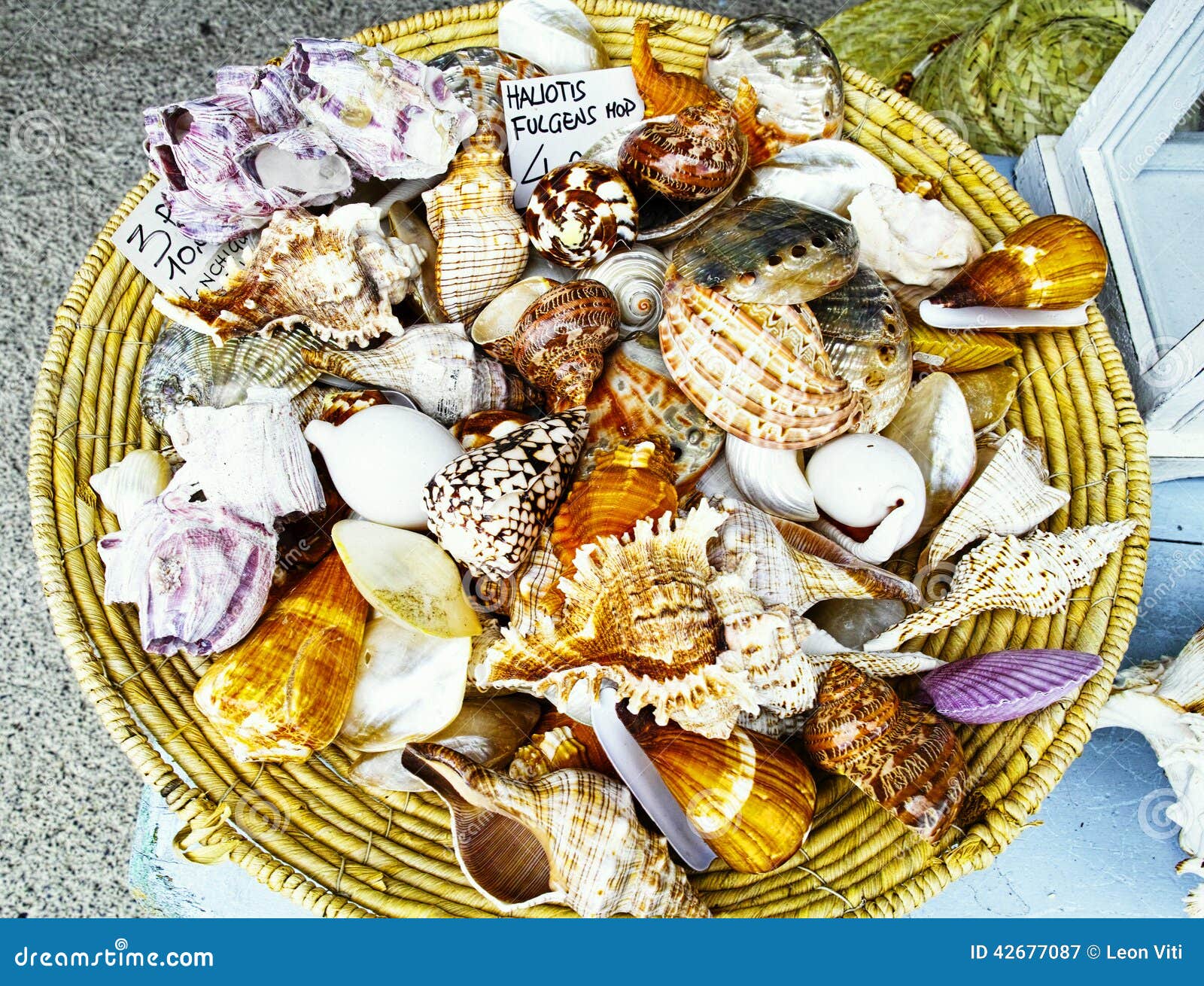 Beautiful shell at market stock image. Image of stand - 42677087