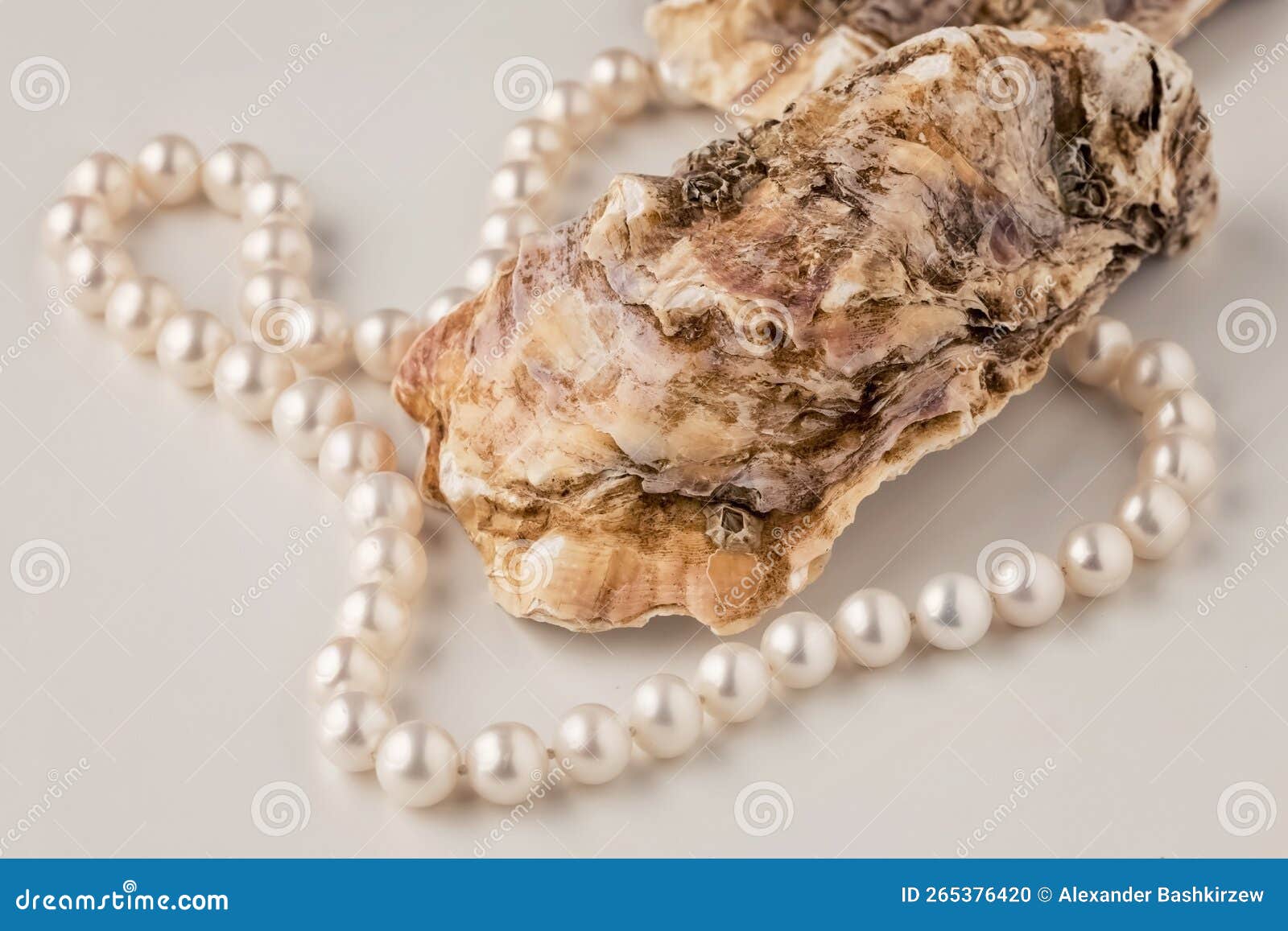 Beautiful Shell Oyster Empty with Pearls Stock Photo - Image of oyster ...