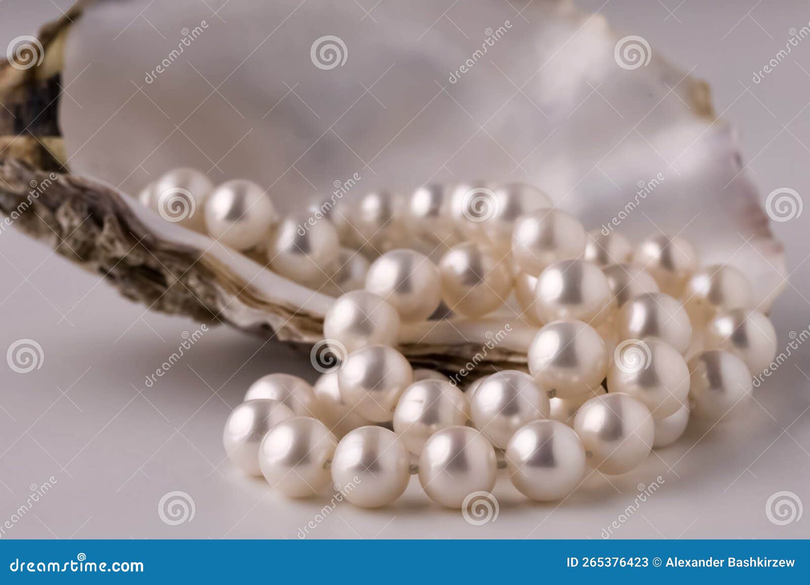 Beautiful Shell Oyster Empty with Pearls Stock Image - Image of light ...