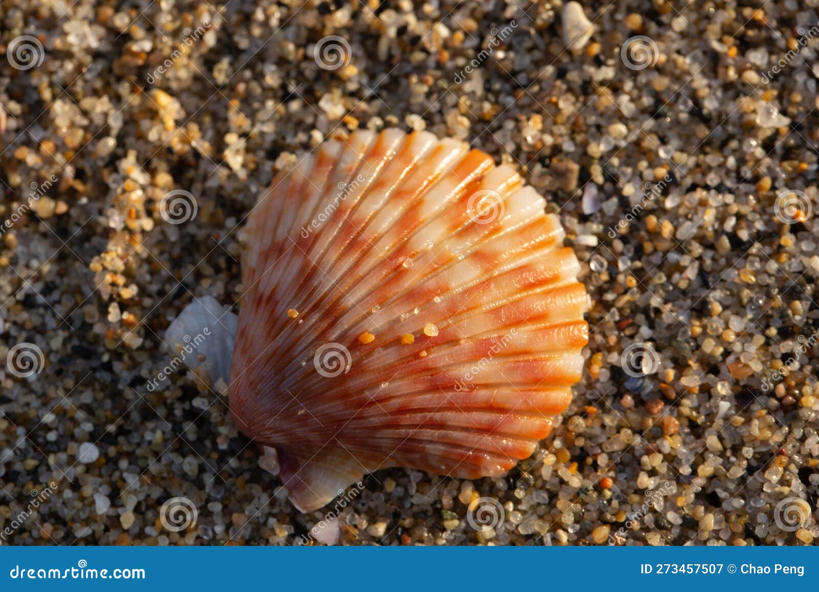 Beautiful shell stock image. Image of redondo, beautiful - 273457507