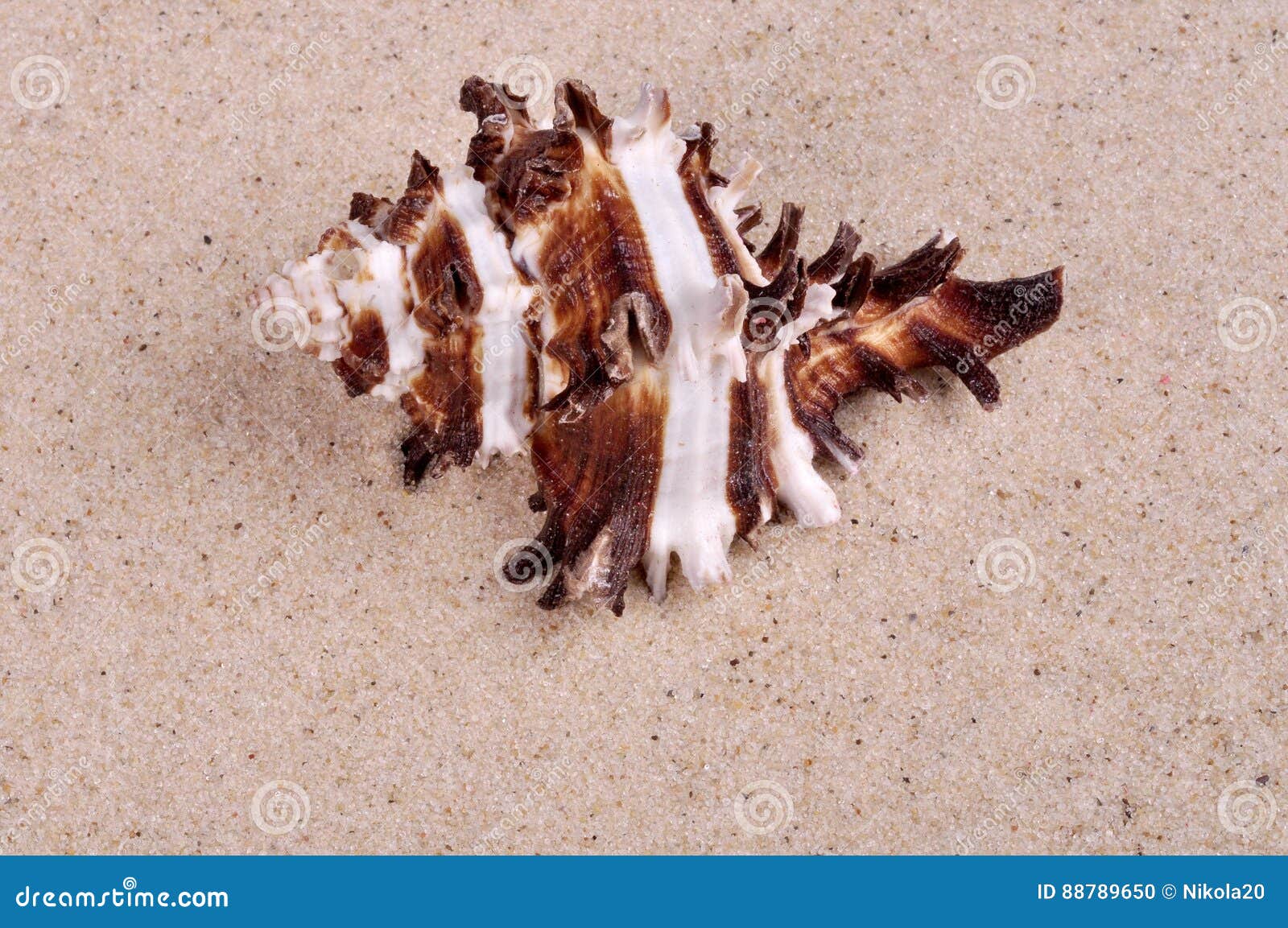 Beautiful Shell Rock on Shallow Sea Sand Close-up Stock Photo - Image ...