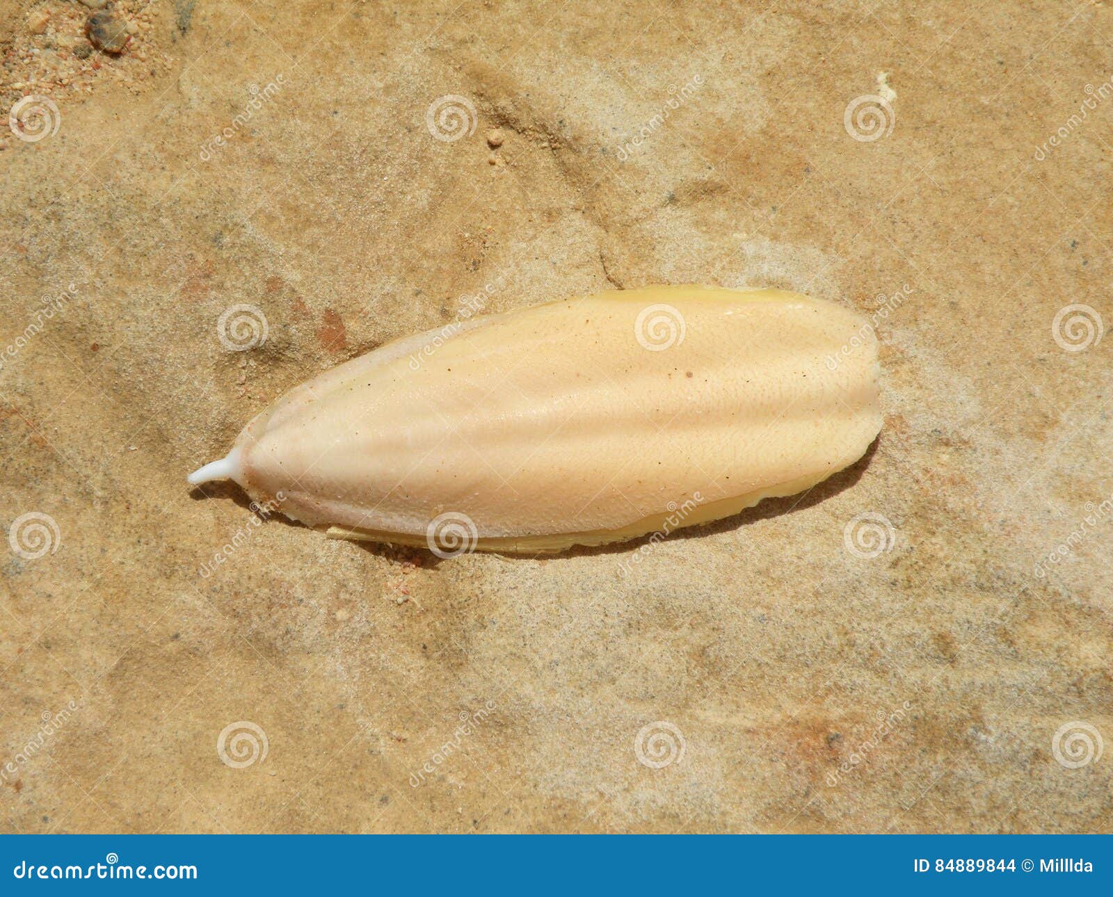 Beautiful Shell on Sand, Egypt Stock Photo - Image of yellow, feather ...