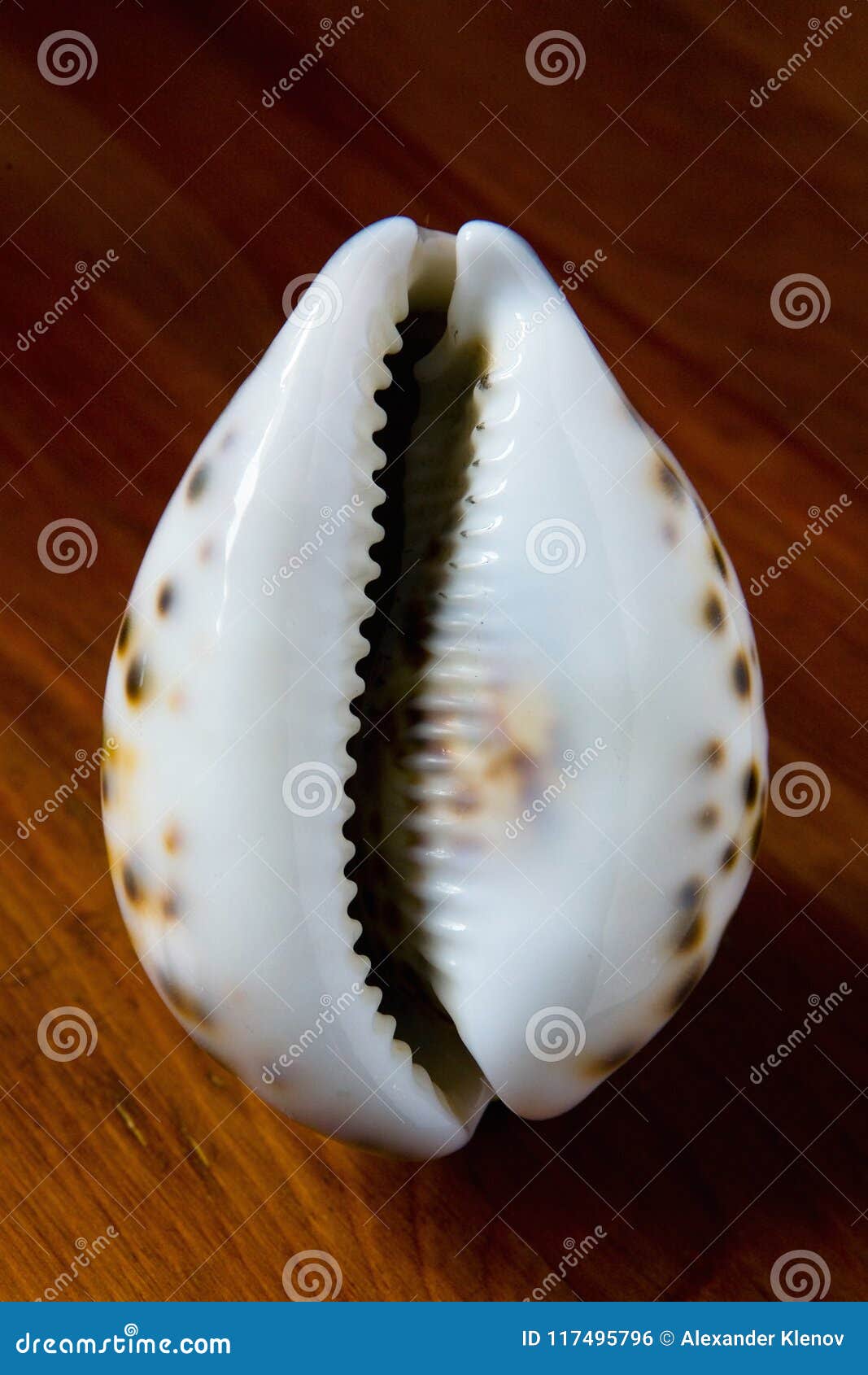 Beautiful Shell of Sea Shellfish Close-up. Stock Photo - Image of close ...
