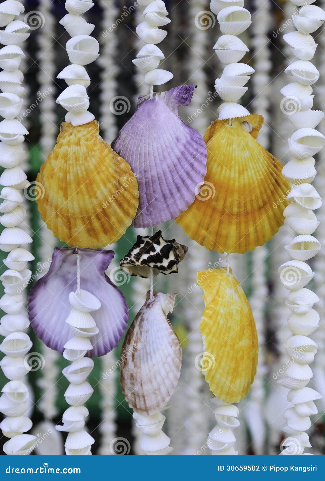 Beautiful shell stock photo. Image of marine, tropical - 30659502