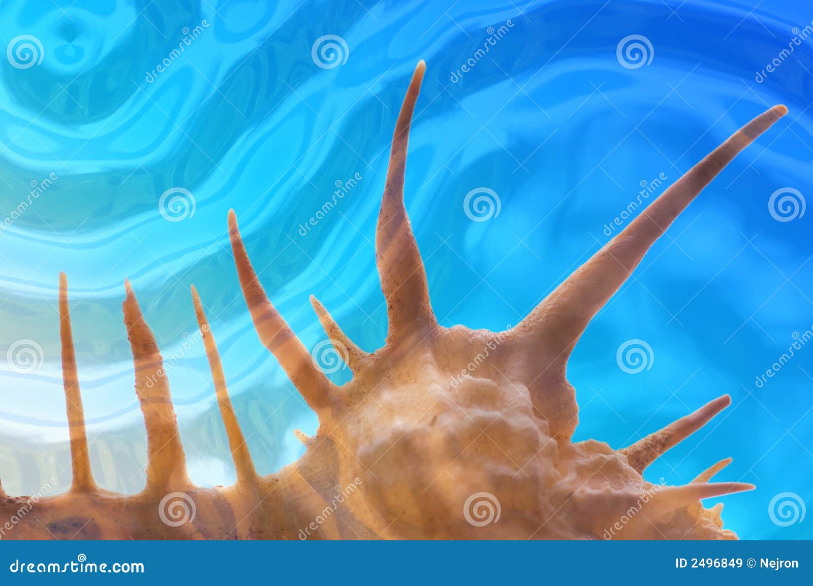 Beautiful Shell Under Water Stock Image - Image of border, outdoors ...