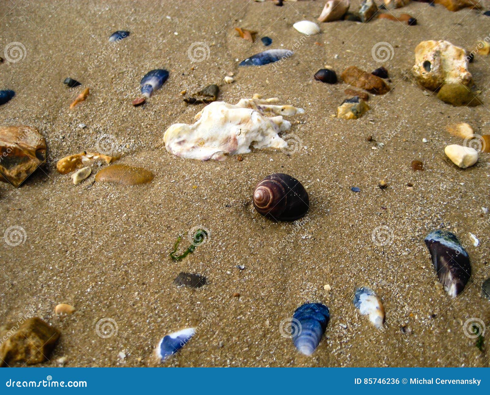 Beautiful Shell Washed Up To the Beach in England Stock Photo - Image ...