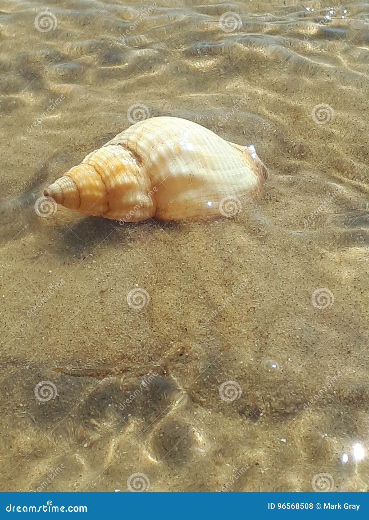 Beautiful Shell stock photo. Image of sand, shell, ocean - 96568508