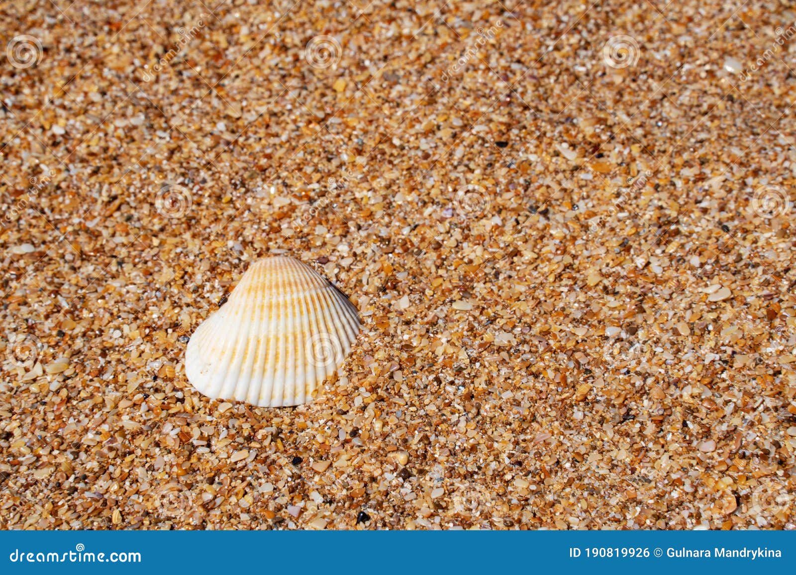 Beautiful Shell on the Yellow Sand on the Beach Stock Photo - Image of ...