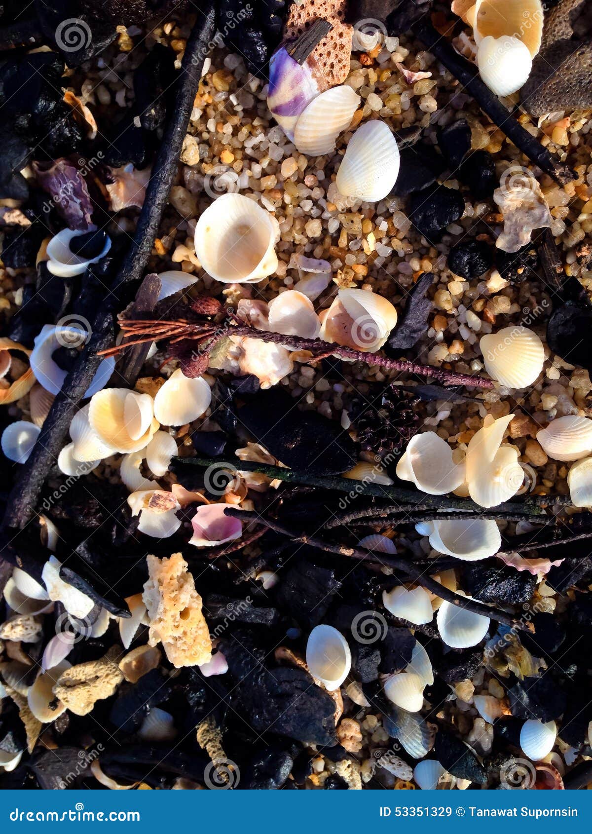 Beautiful Shellfish shell stock image. Image of shell - 53351329