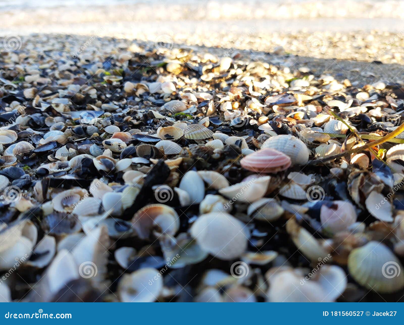 Beautiful Shells on the Beach Stock Image - Image of sand, mussel ...