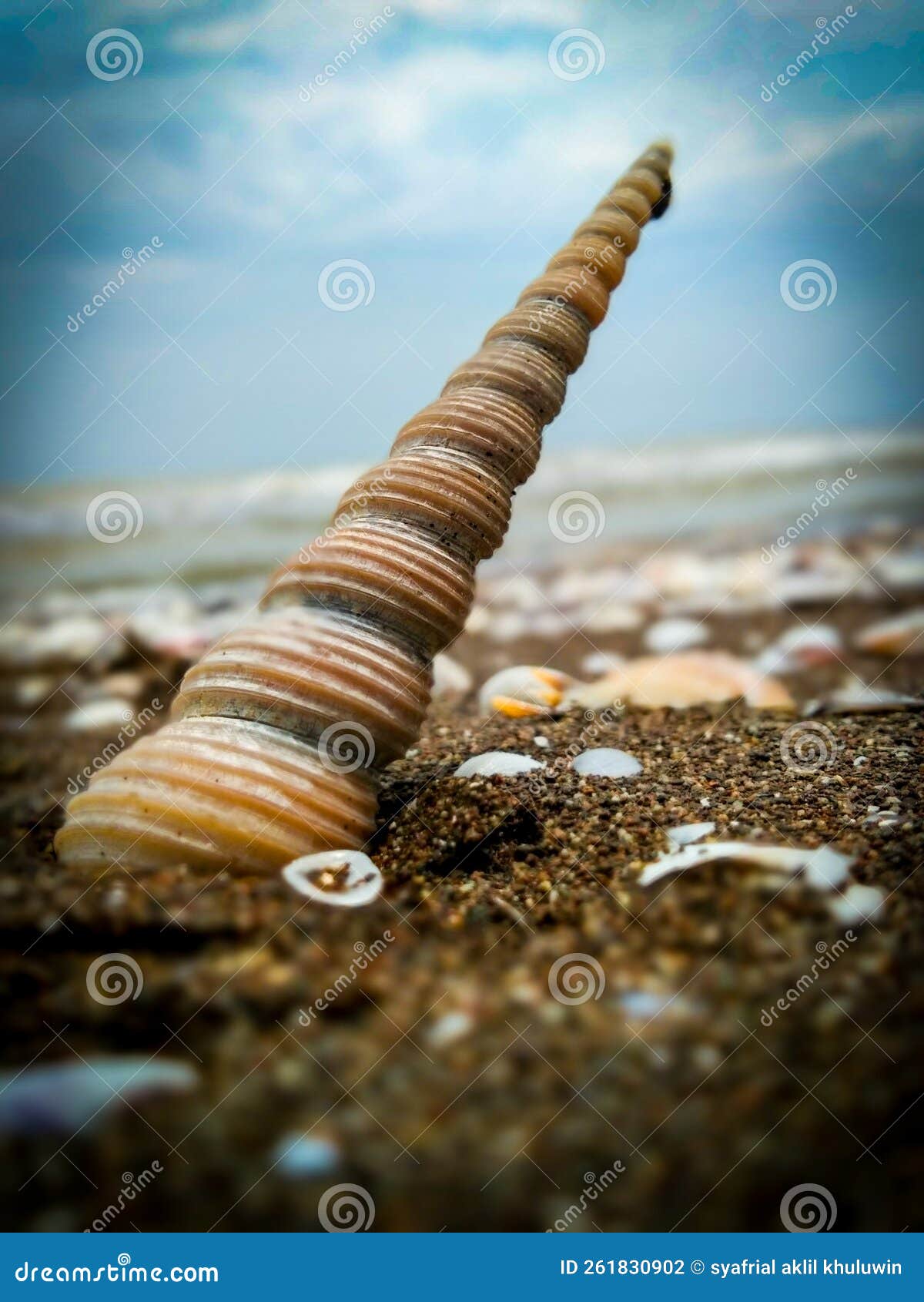 Beautiful Shells on the Beach Stock Photo - Image of flower, wildlife ...