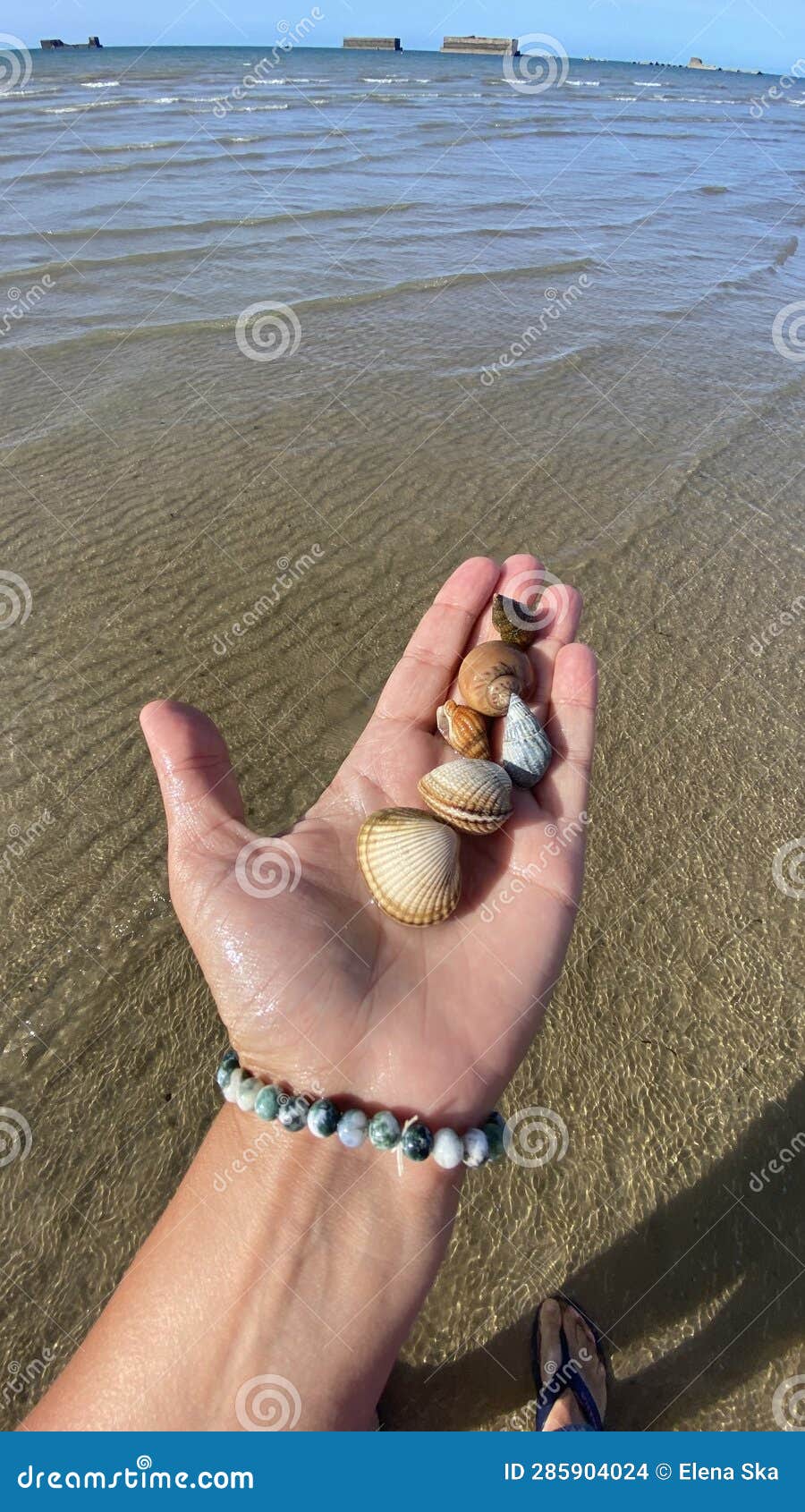 Beautiful Shells on the Beach in Arromanches-les-Bains Stock Photo ...