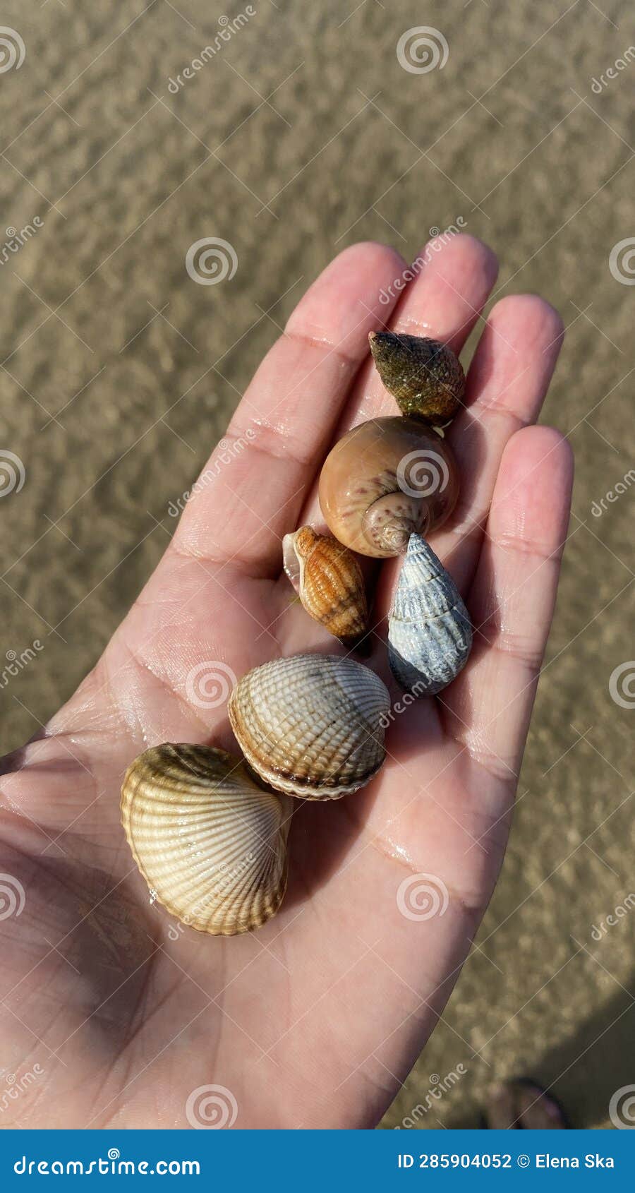Beautiful Shells on the Beach in Arromanches-les-Bains Stock Photo ...