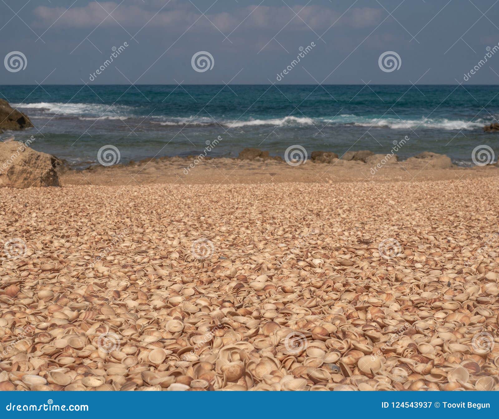 A beautiful shells beach stock image. Image of shells - 124543937
