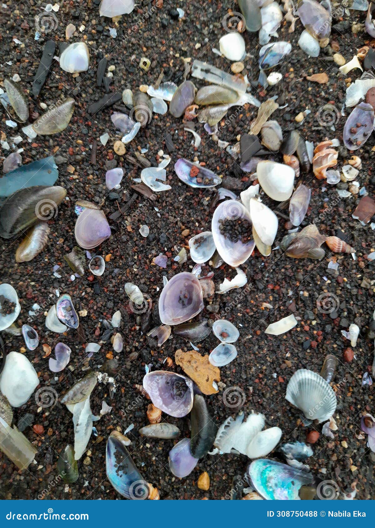 The Beautiful Shells at the Beach Stock Photo - Image of relax ...