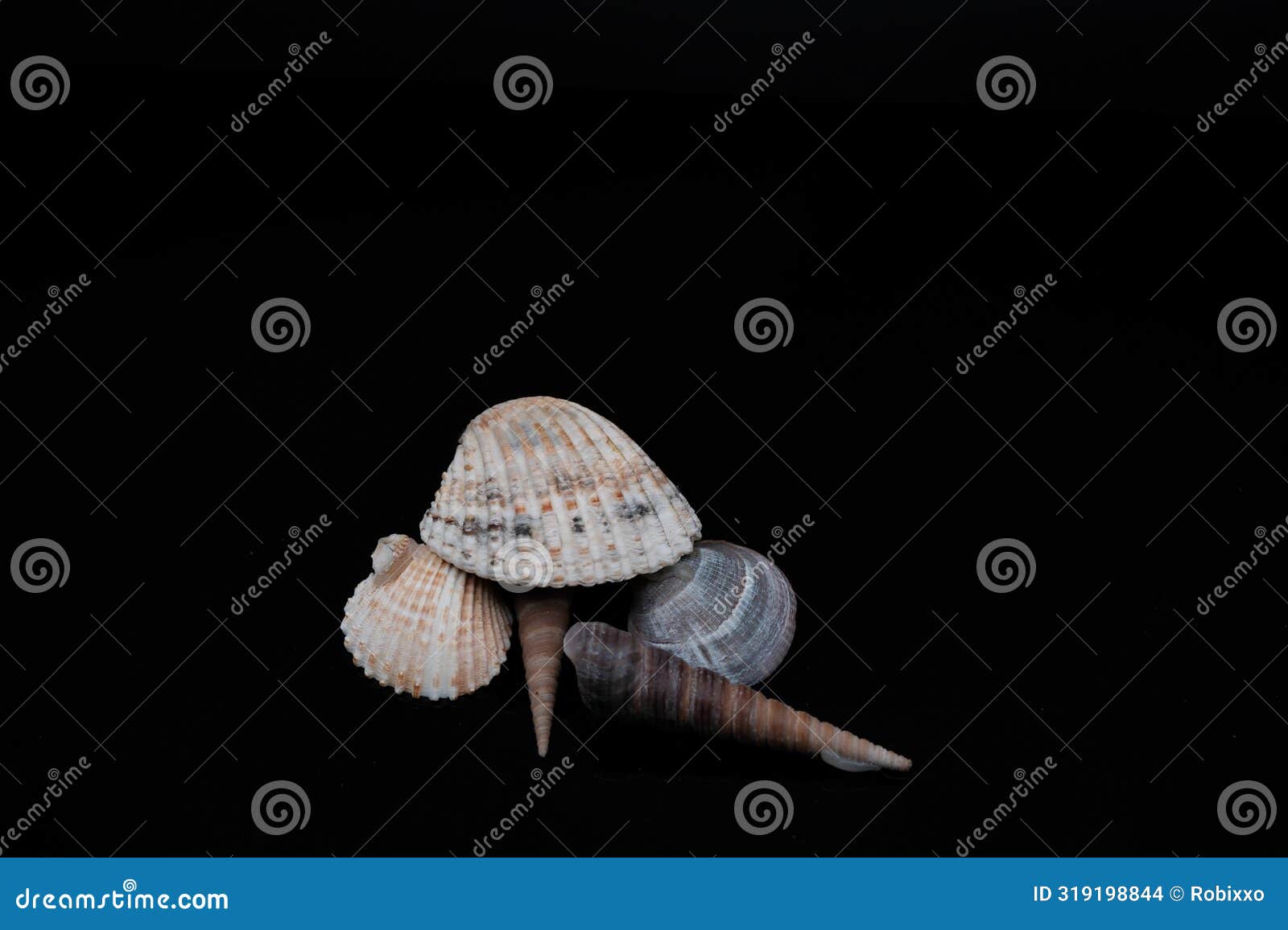 Beautiful Shells on a Black Background with the Light Painting ...