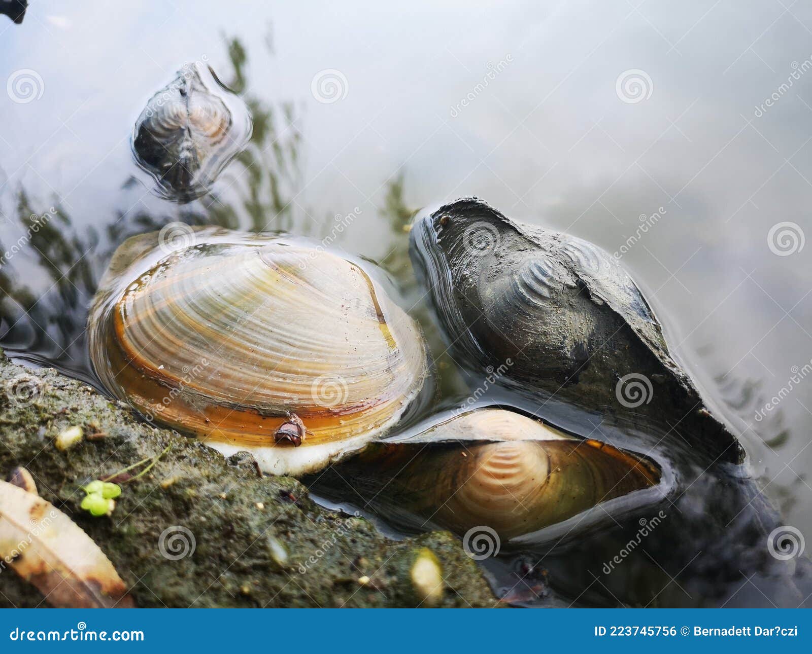 Beautiful shells stock photo. Image of beautiful, nature - 223745756