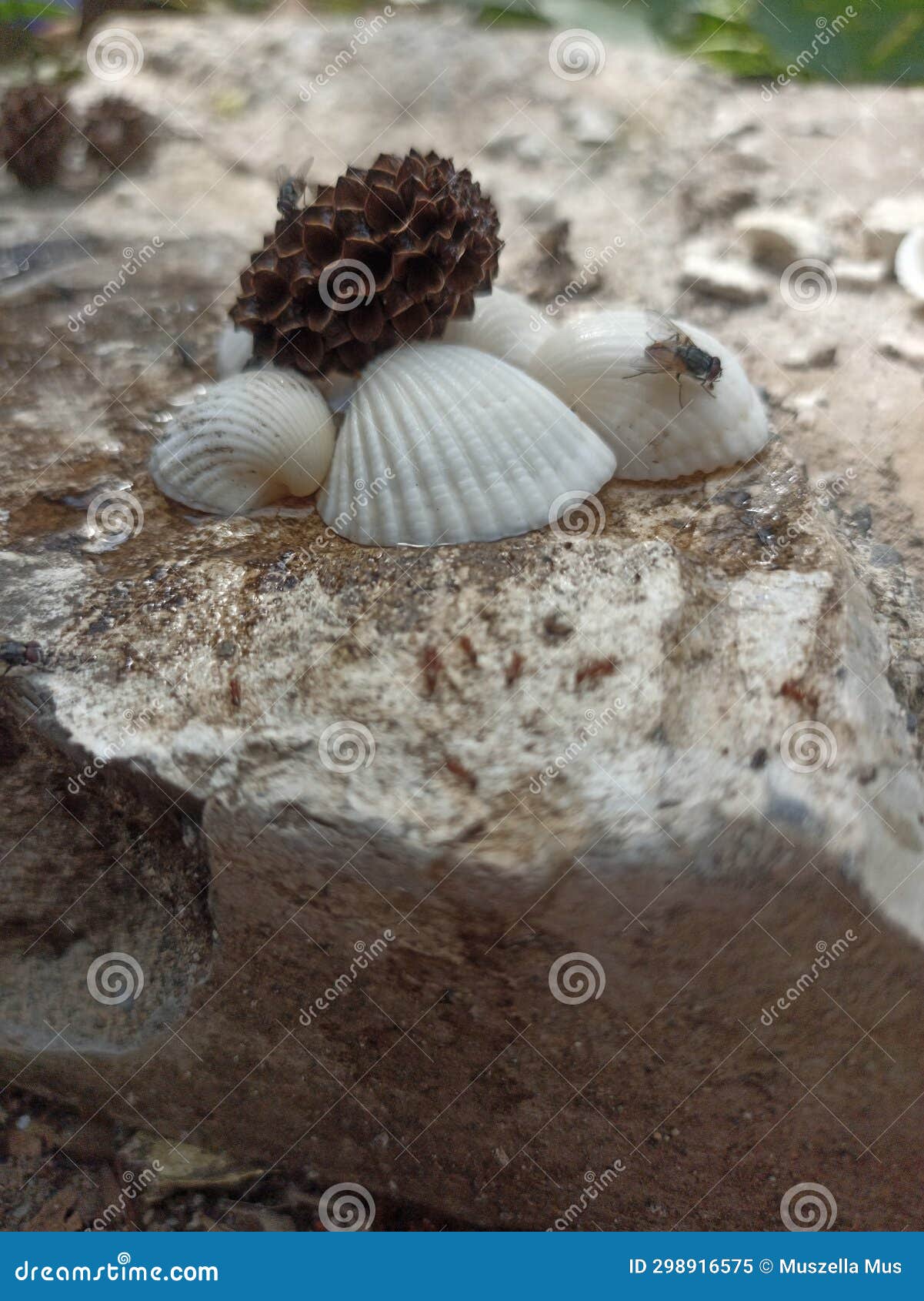 Beautiful shells and flies stock image. Image of shellfish - 298916575