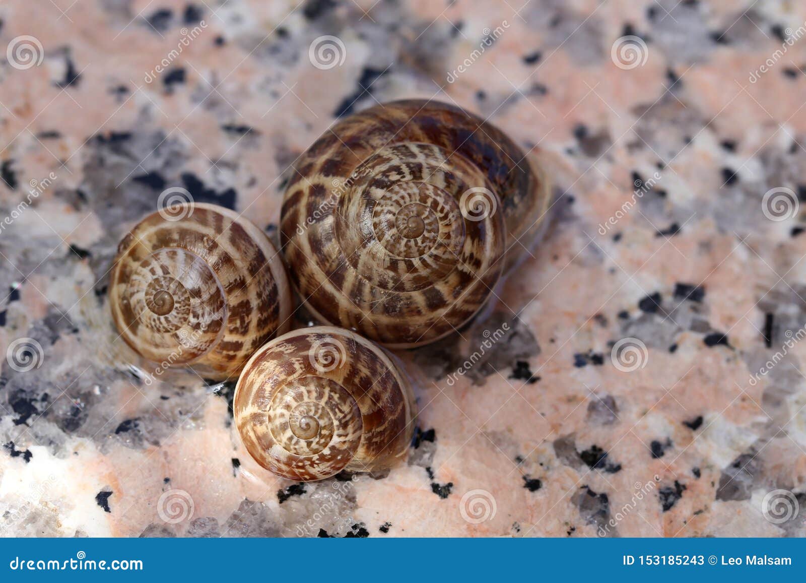 Beautiful Shells. Beautiful Shells of Grape Snails Stock Image - Image ...