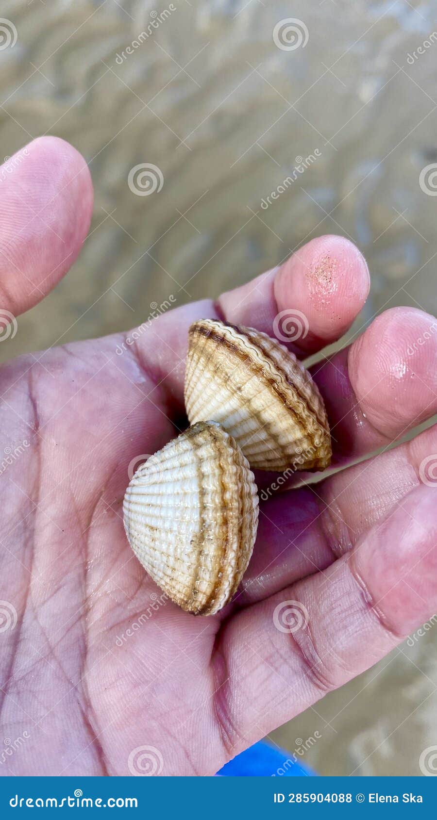 Beautiful Shells on the Beach in Arromanches-les-Bains Stock Photo ...