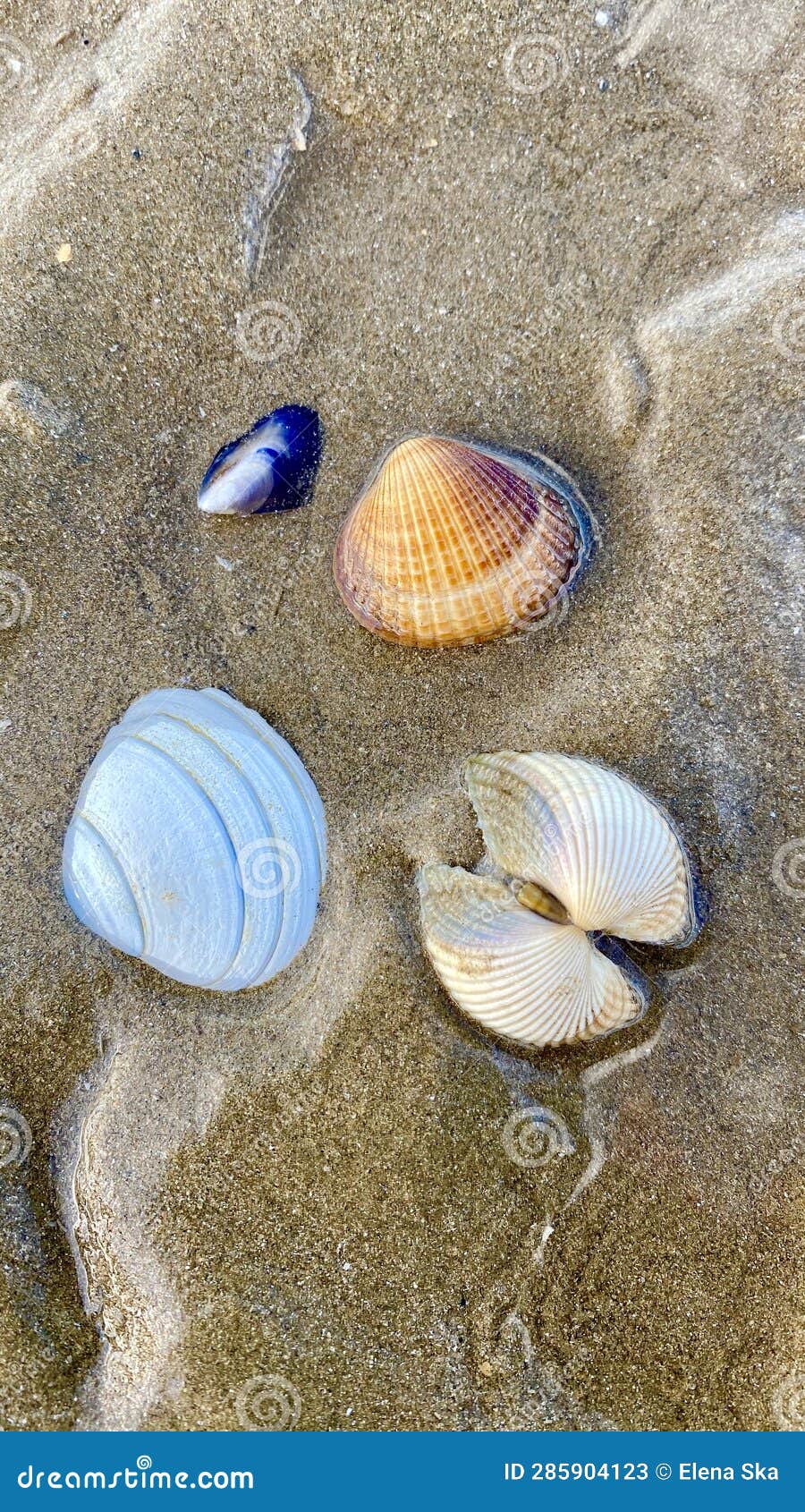 Beautiful Shells on the Beach in Arromanches-les-Bains Stock Image ...