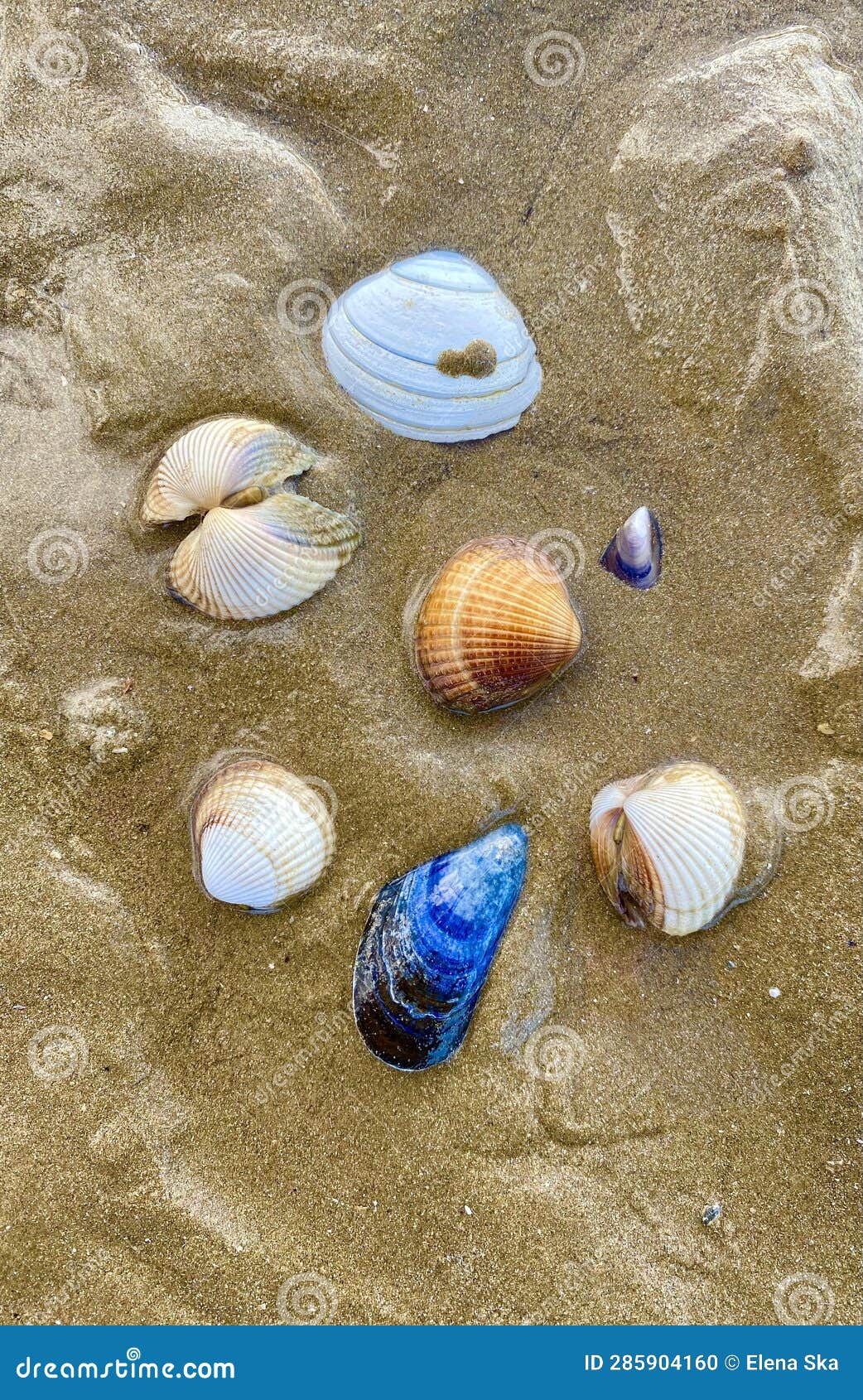 Beautiful Shells on the Beach in Arromanches-les-Bains Stock Photo ...