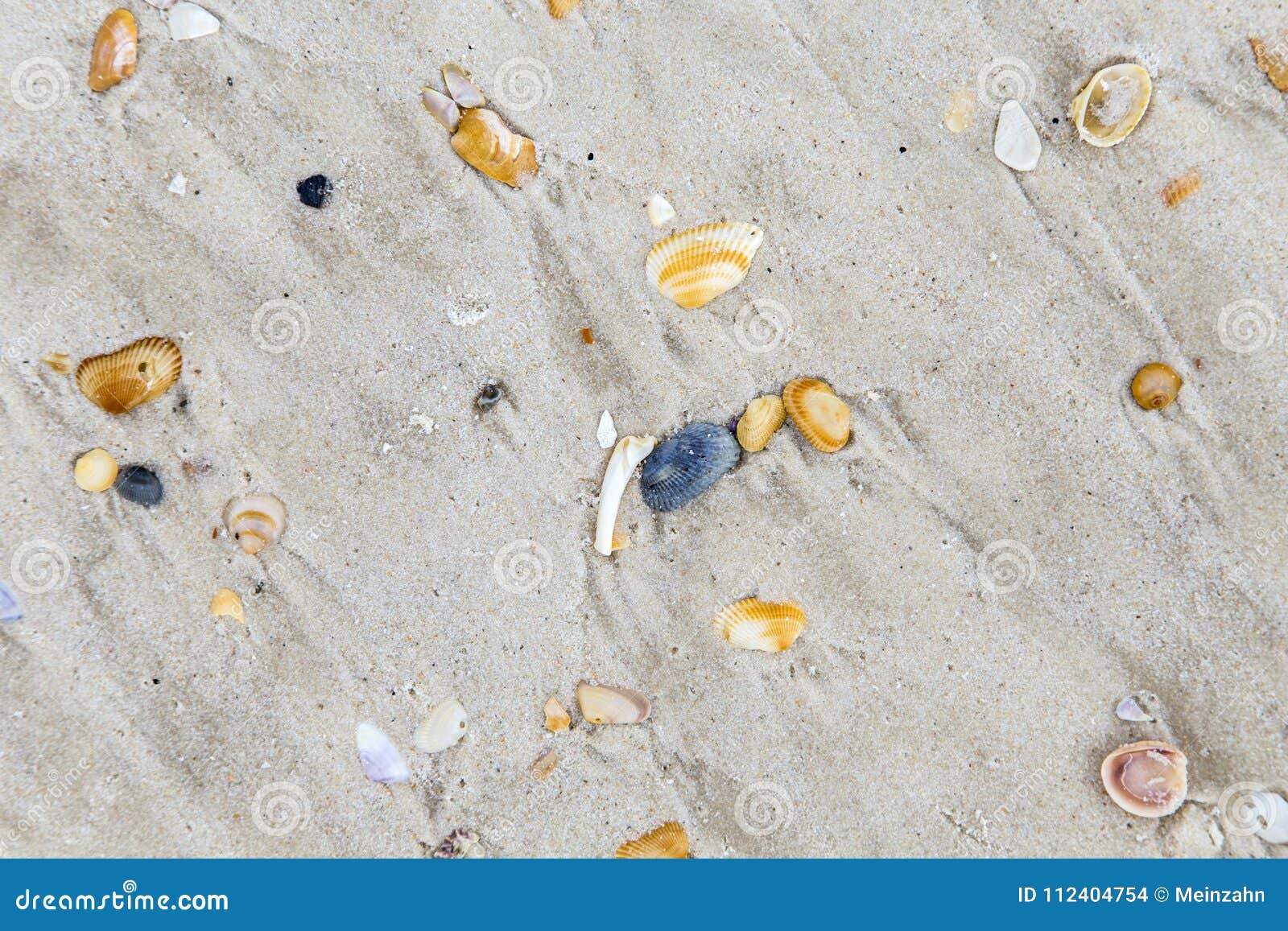 Beautiful Shells at the Sandy Beach Stock Photo - Image of mexico ...