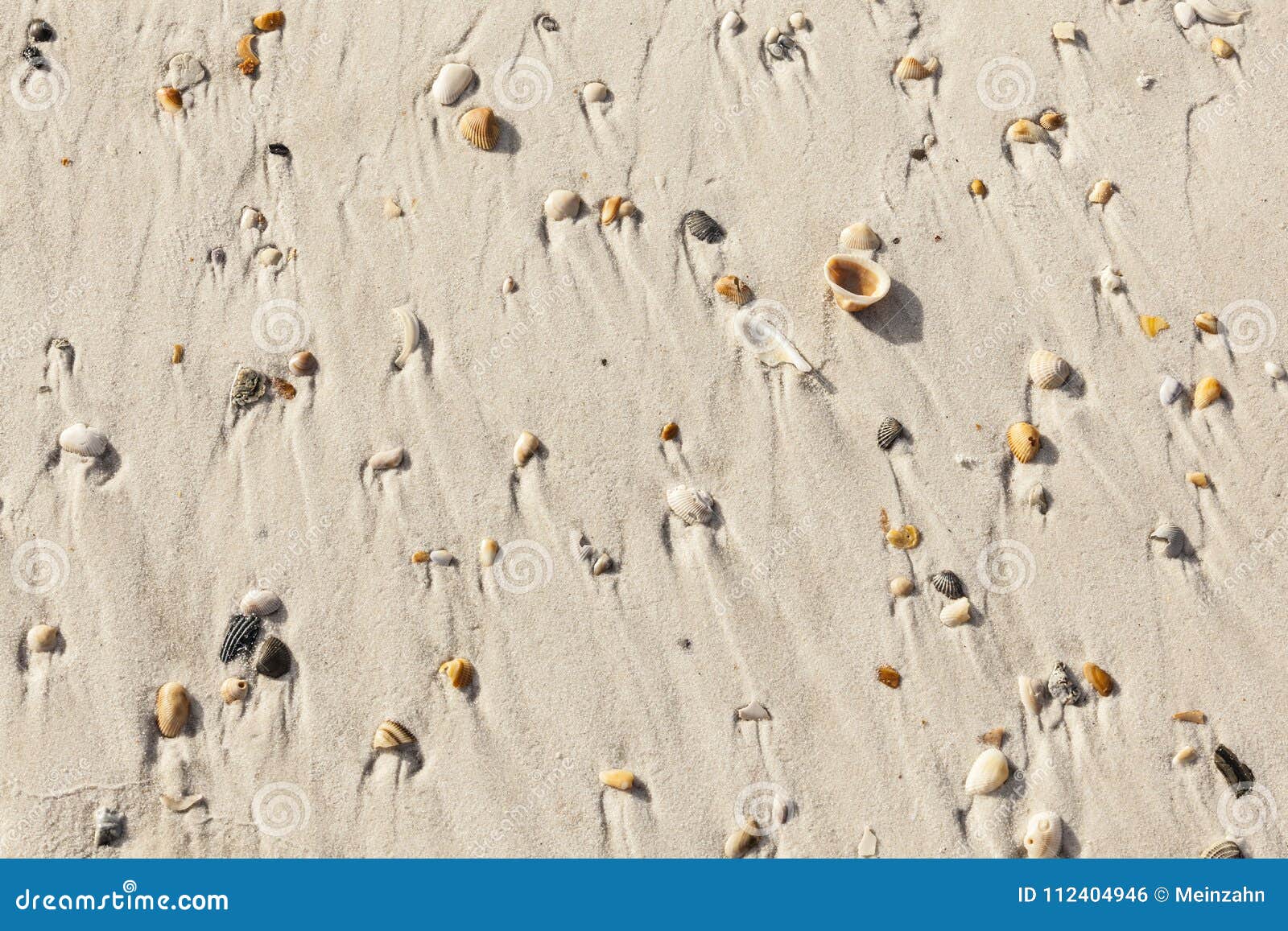 Beautiful Shells at the Sandy Beach Stock Photo - Image of shell, sunny ...