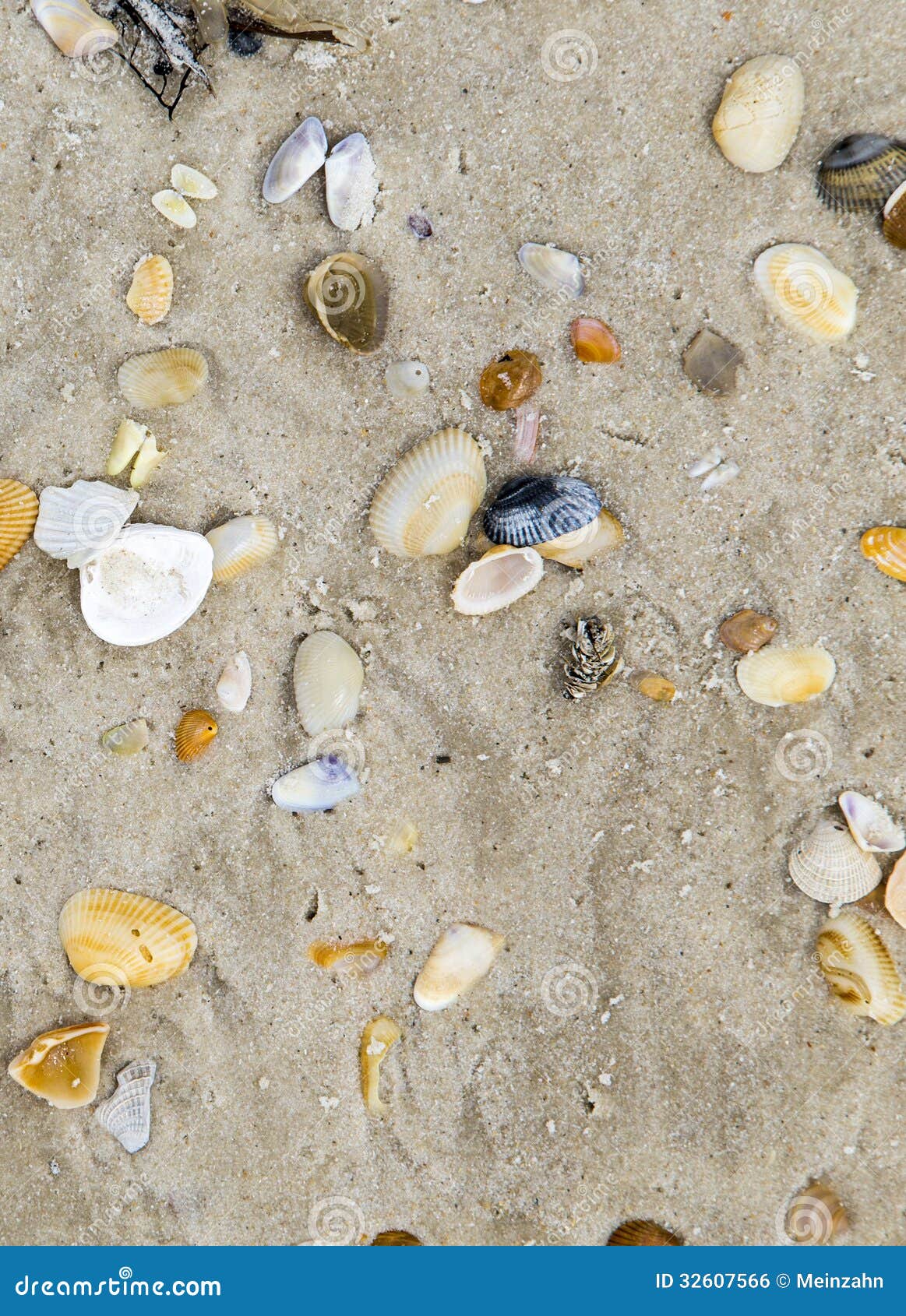 Beautiful Shells At The Sandy Beach Royalty Free Stock Image - Image ...