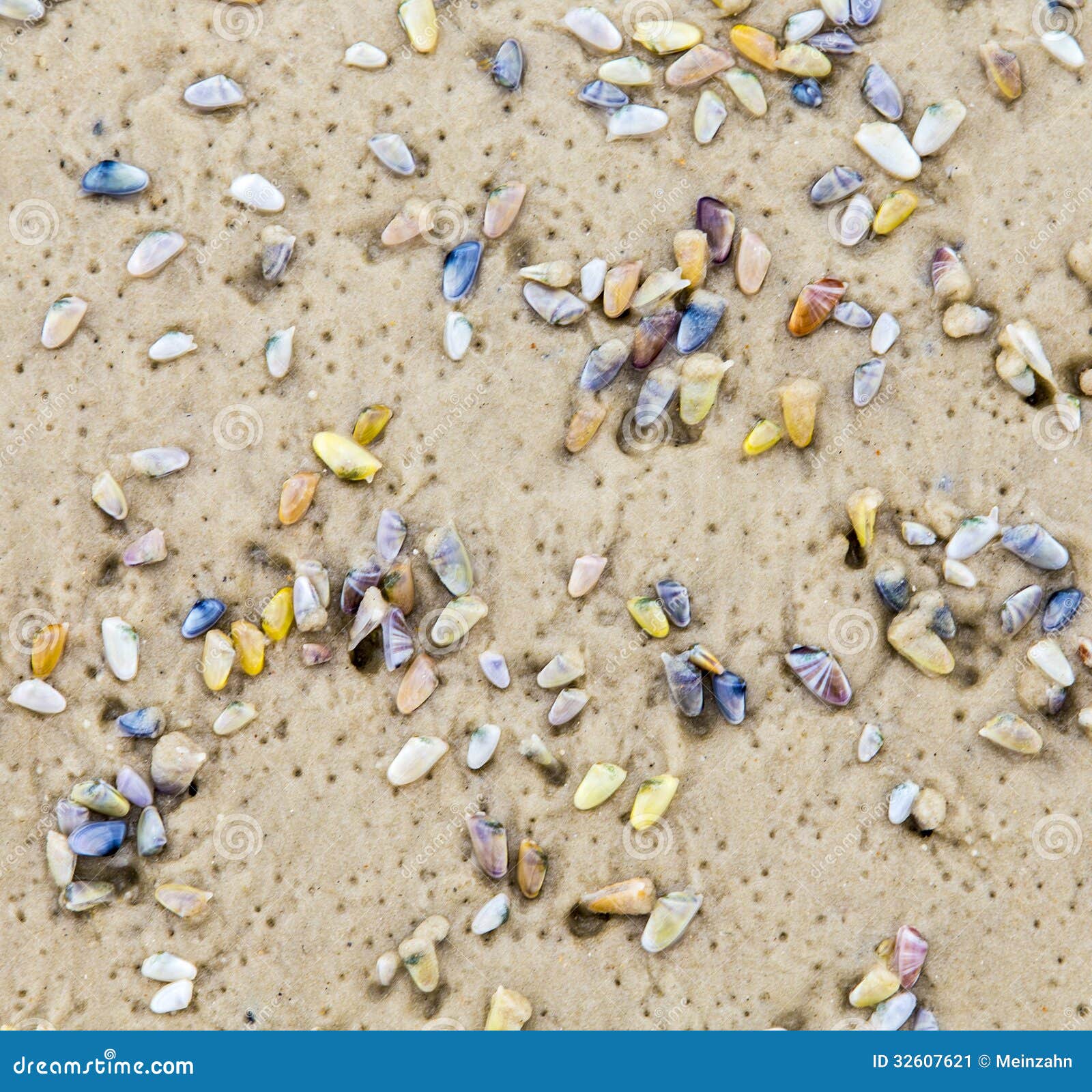Beautiful Shells at the Sandy Beach Stock Image - Image of pattern ...